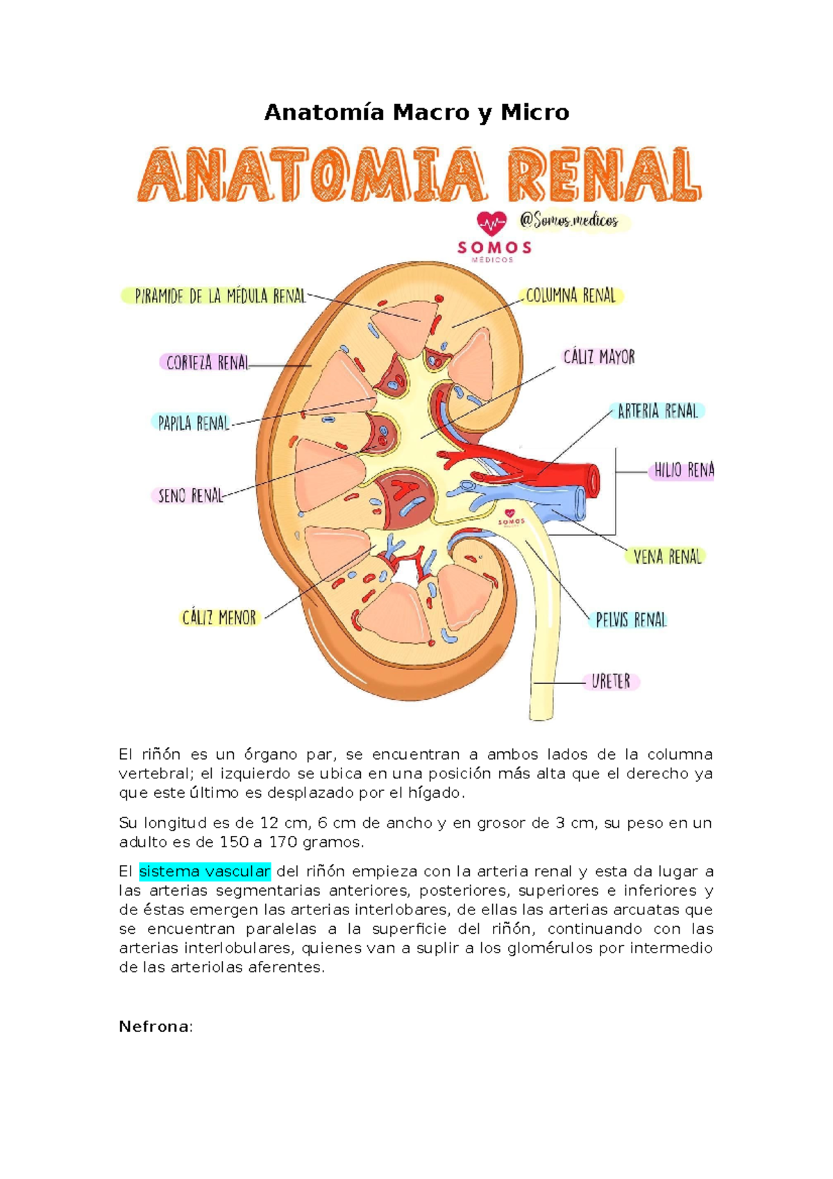 Nefro Primer Parcial - Anatomía Macro y Micro El riñón es un órgano par ...
