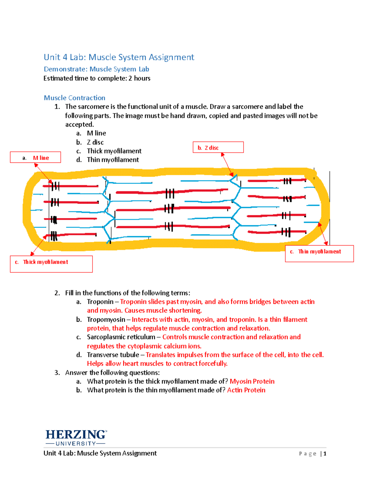 Unit 4 Lab Assignment 2 - Unit 4 Lab: Muscle System Assignment Demonstrate: Muscle System Lab ...