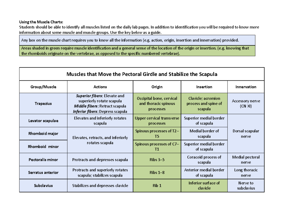 Complete+Chart+-+Muscles+Acting+on+the+Pectoral+Girdle+and+Shoulder ...
