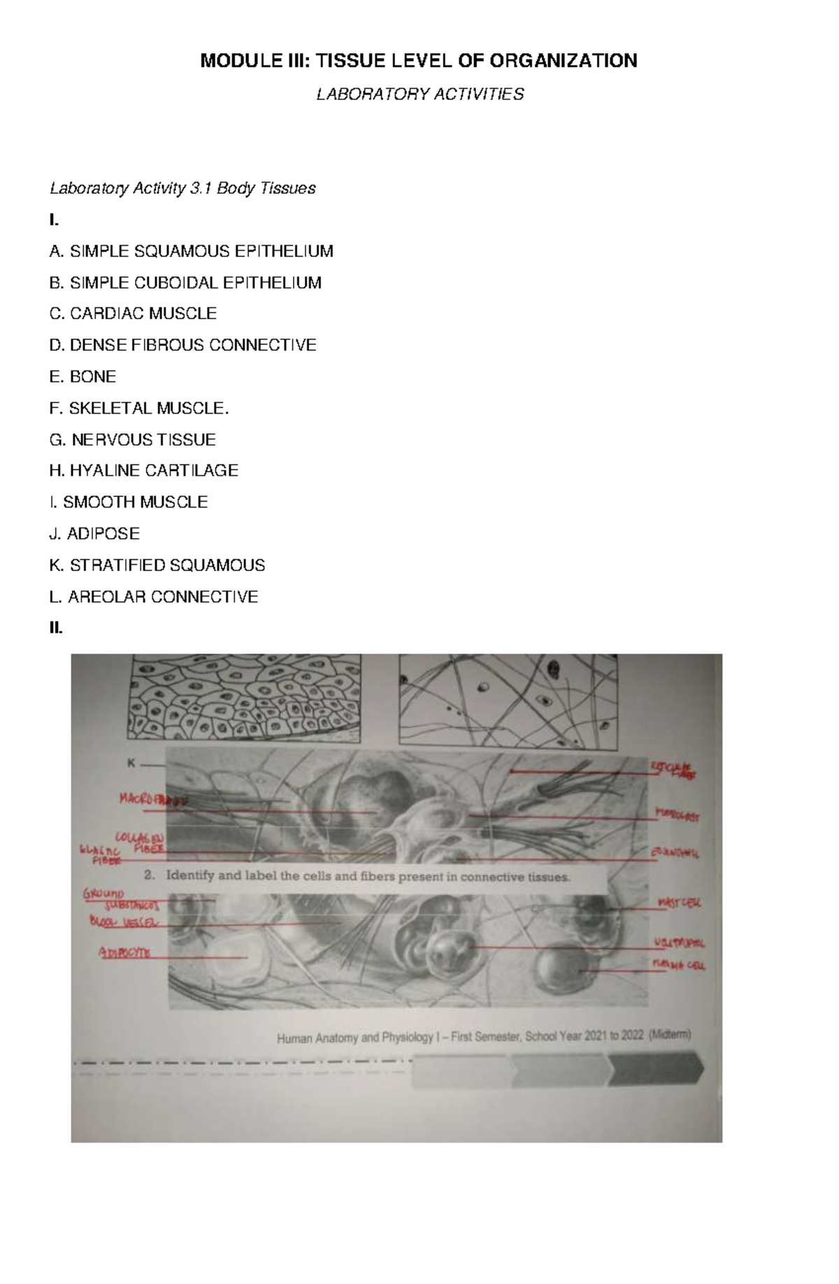 Dela Cruz, Virgilio Module 3 Laboratory Activity - MODULE III: TISSUE ...
