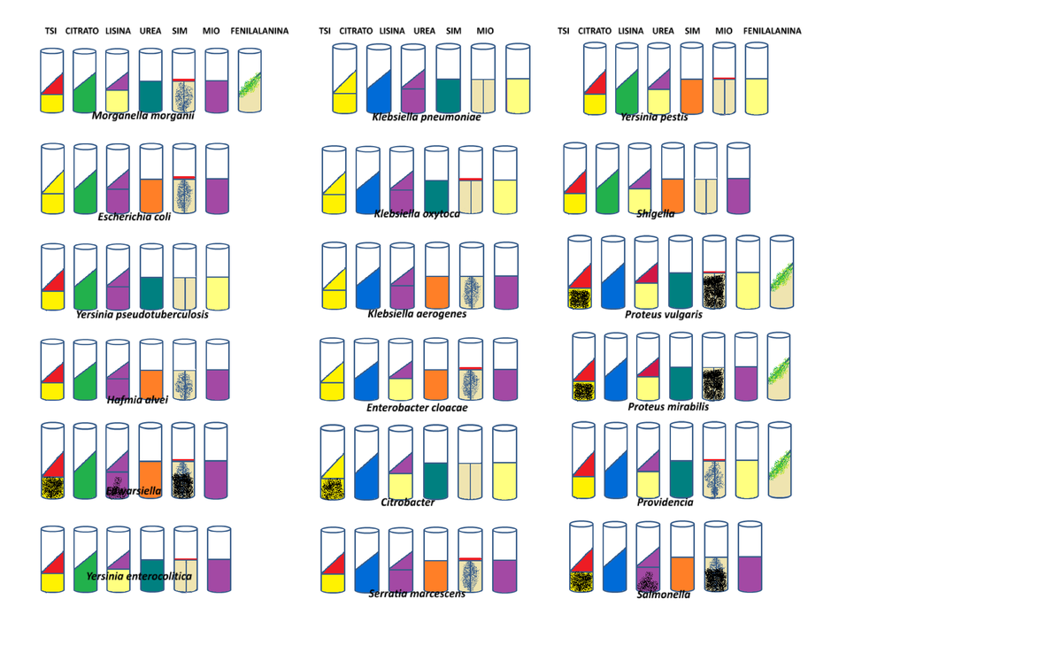 Enterobacterias Galería Bioquimica - TSI CITRATO LISINA UREA SIM MIO ...