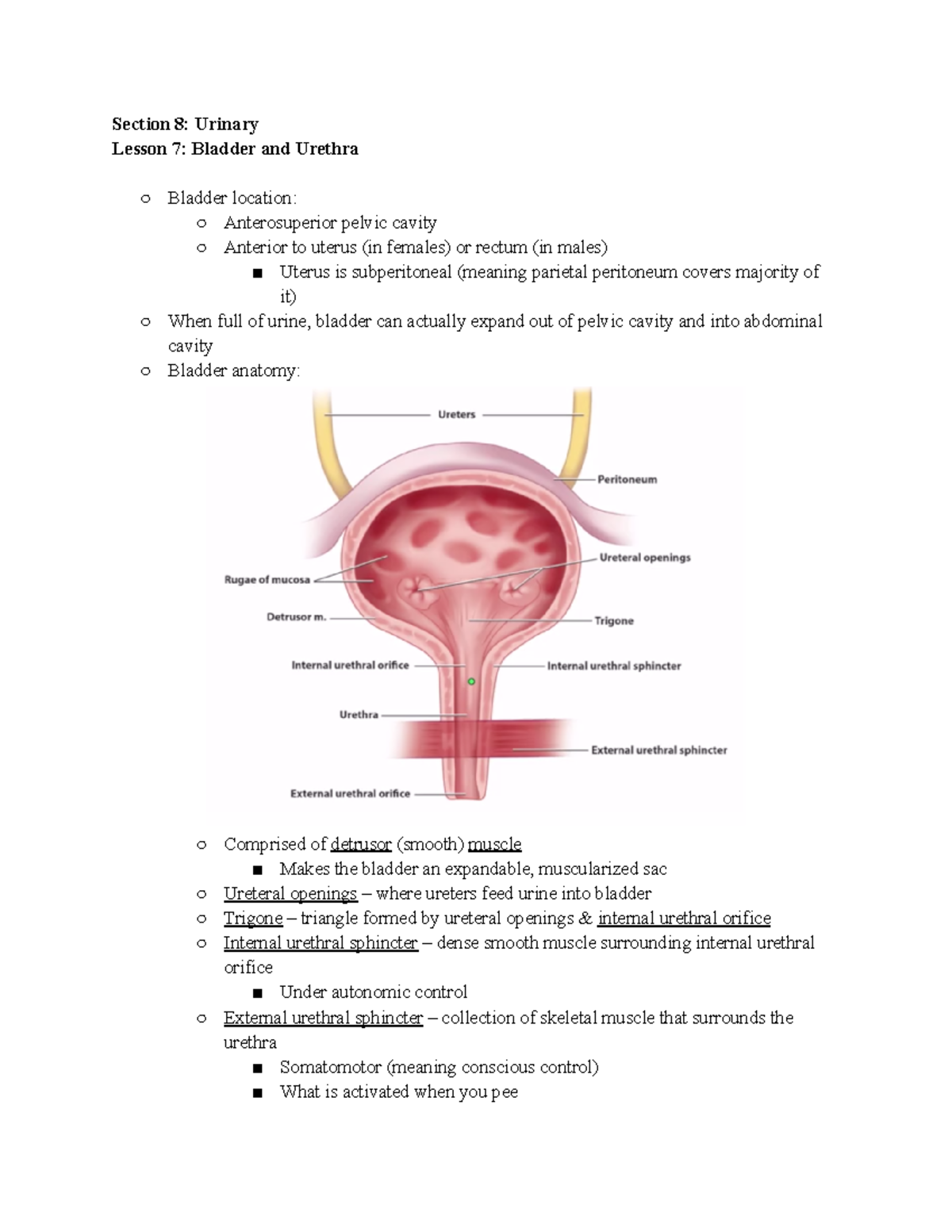 55- Bladder and Urethra - Section 8: Urinary Lesson 7: Bladder and ...