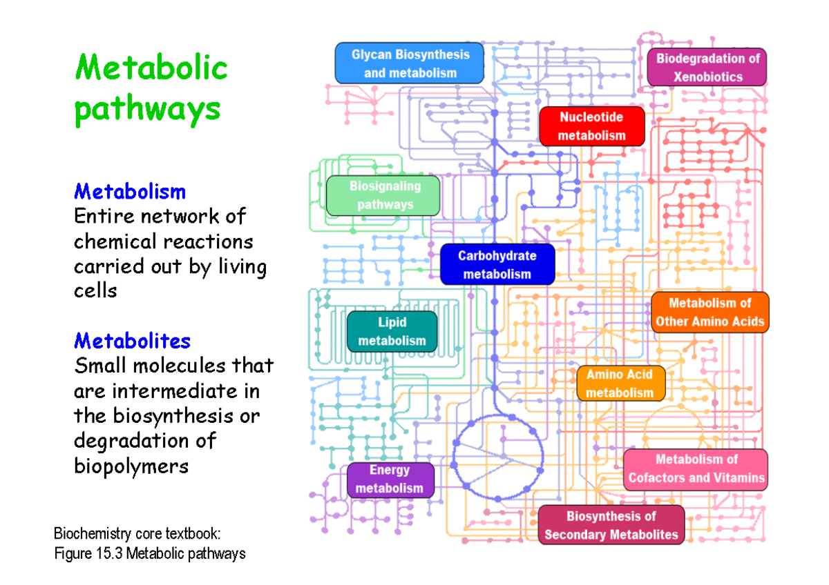 BIOL10212-L14 2024 - ppt - Metabolic pathways Metabolism Entire network of chemical reactions ...