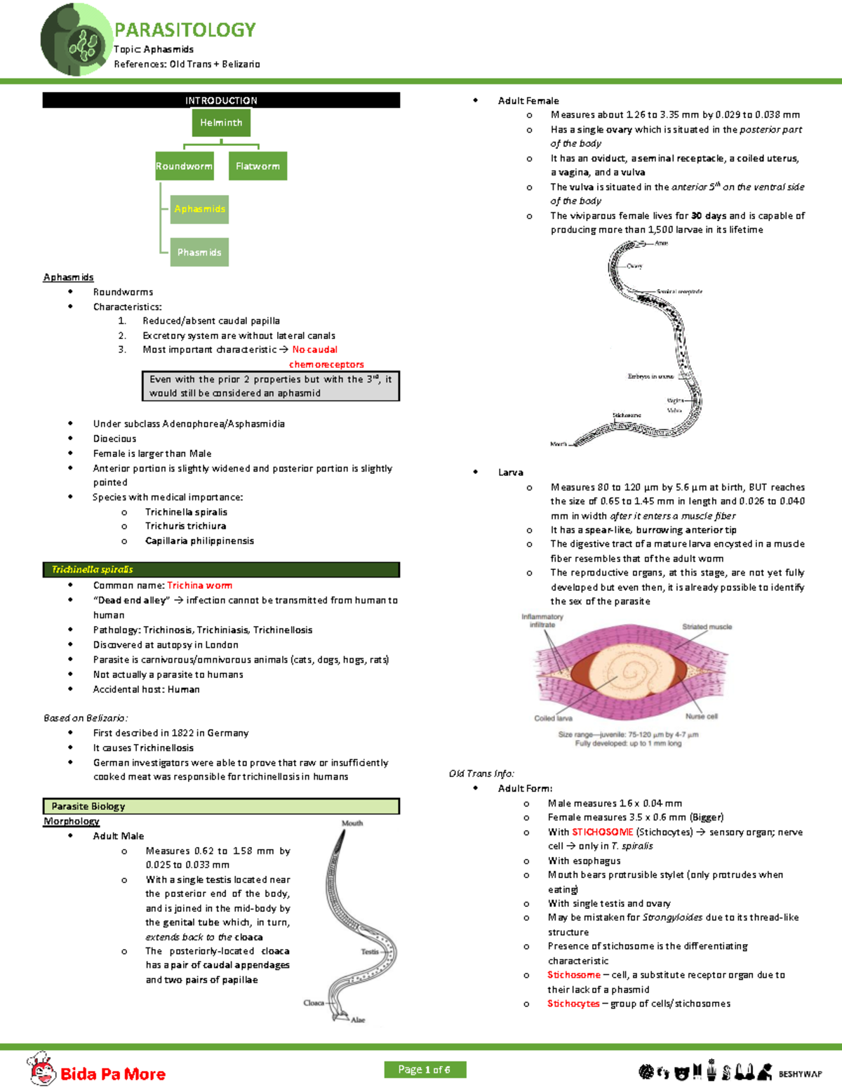Parasitology - Aphasmids- Roundworm- Lecture - Topic: Aphasmids ...