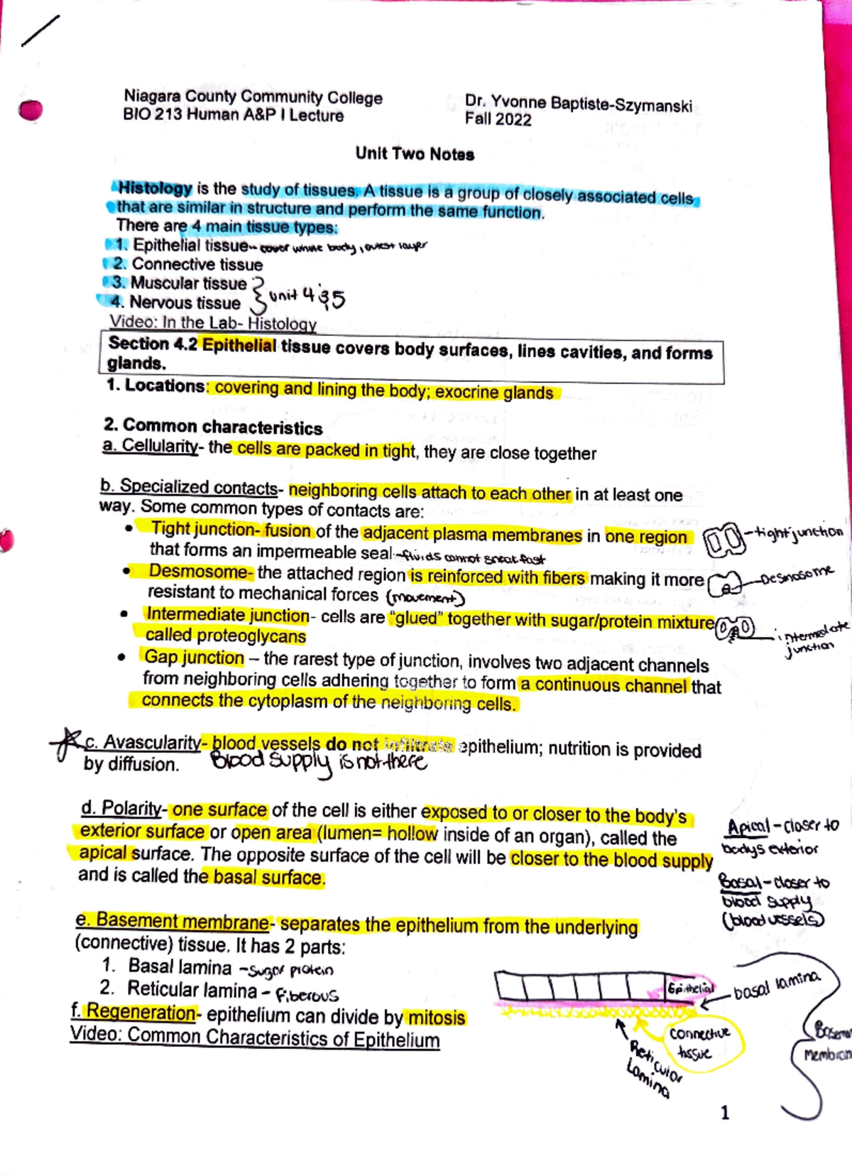 Histology tissue - BIO 213 - Studocu