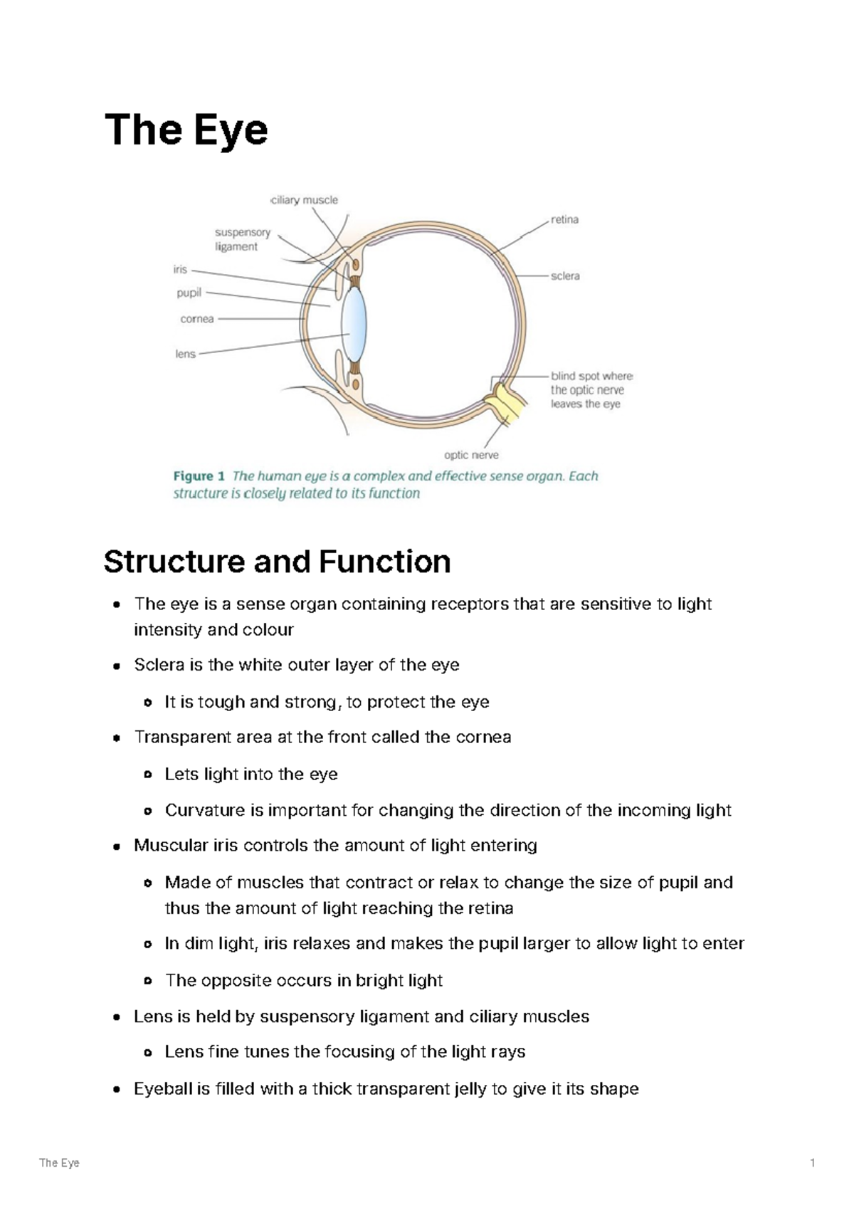 The Eye - Notes on the Eye - The Eye Structure and Function The eye is ...