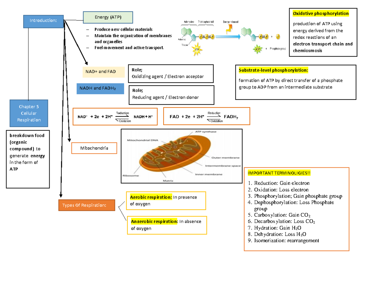 CHAP 5 Cellular Respiration - Chapter 5 Cellular Respiration breakdown ...