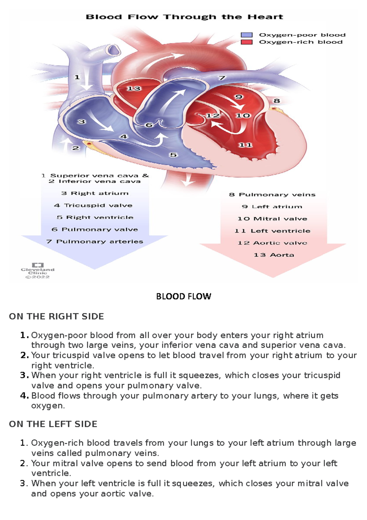 Circulatory heart - BLOOD FLOW ON THE RIGHT SIDE 1. Oxygen-poor blood ...