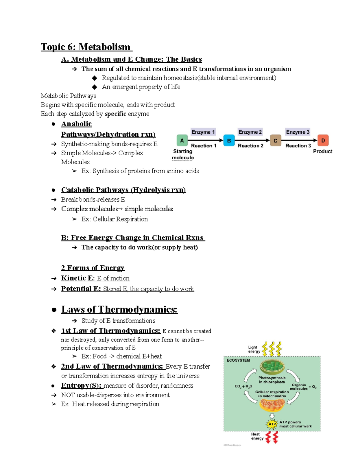 Topic 7 Metabolism - 307 ex 1 Sp19 key.pdf - Topic 6: Metabolism A ...