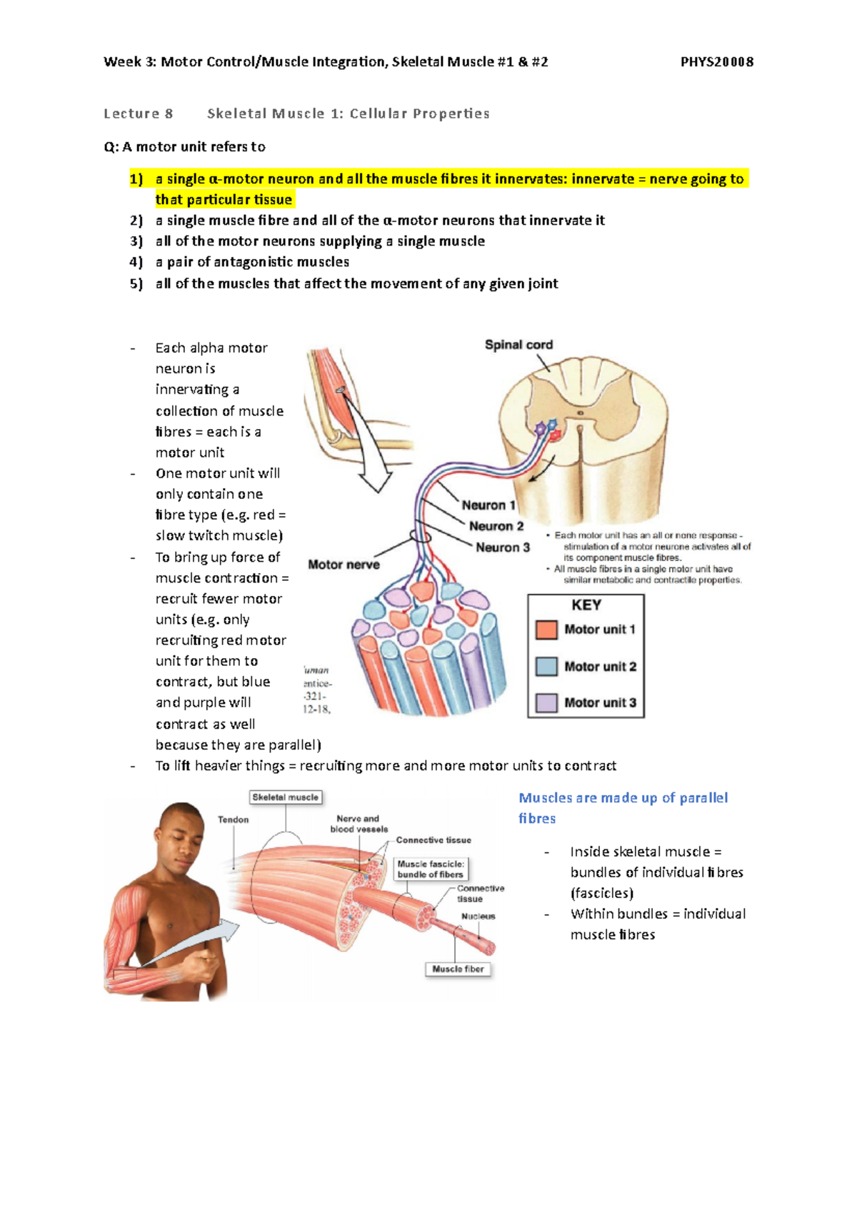 Lecture 8 - Skeletal Muscle 1 - red = slow twitch muscle) To bring up ...