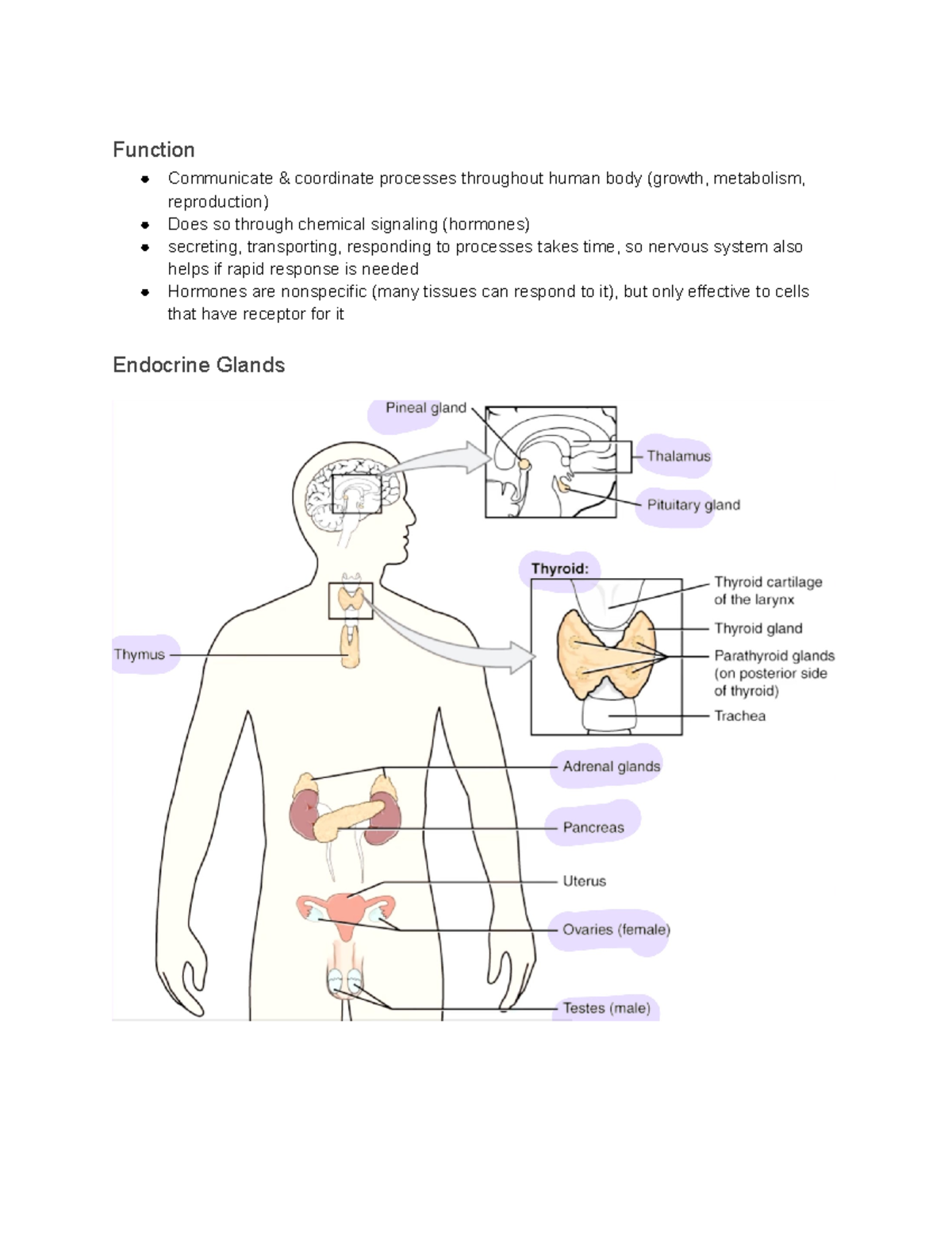 Module 2 Integument - Function Communicate & coordinate processes ...