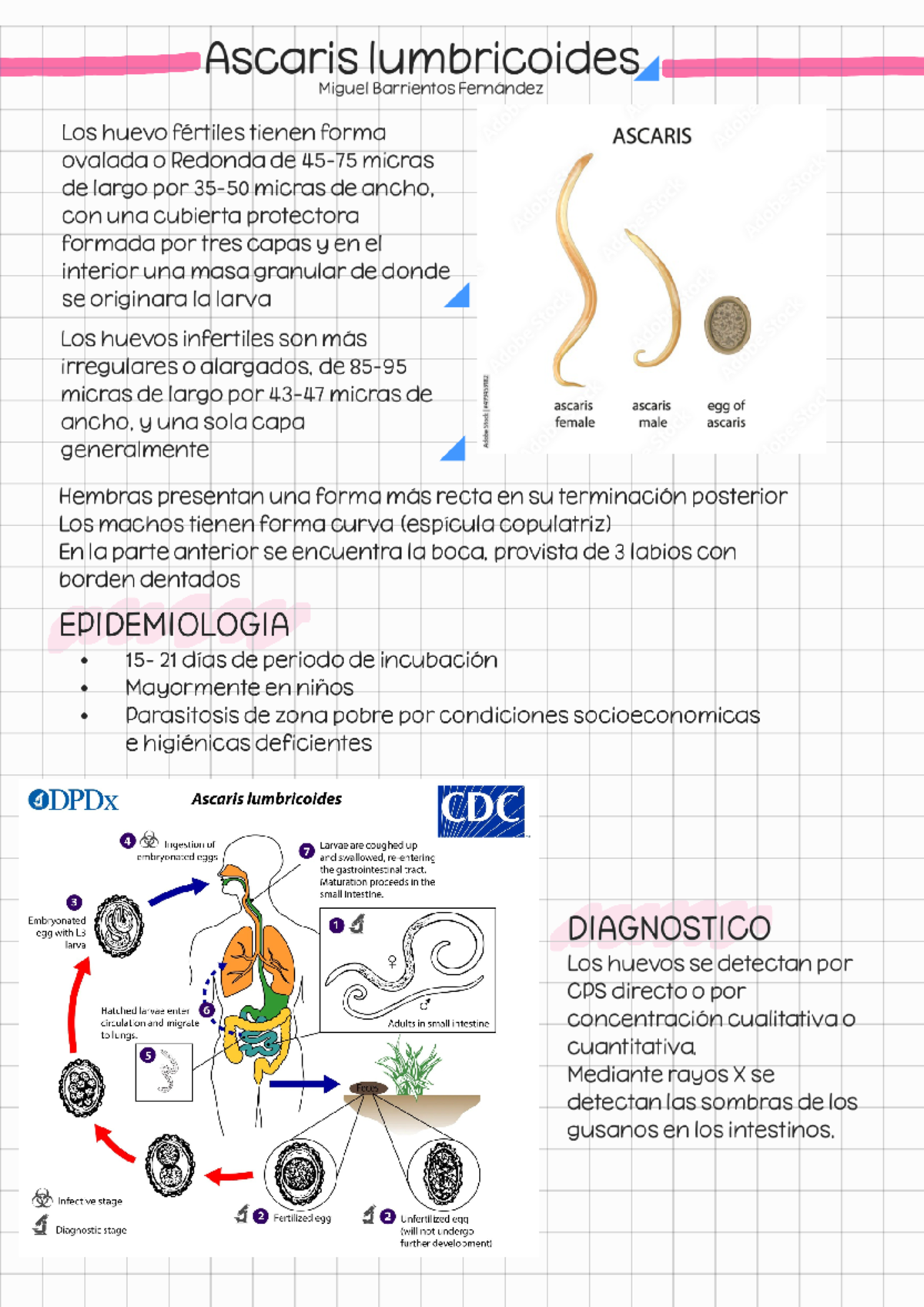 Ovo Decorticado De Ascaris Lumbricoides