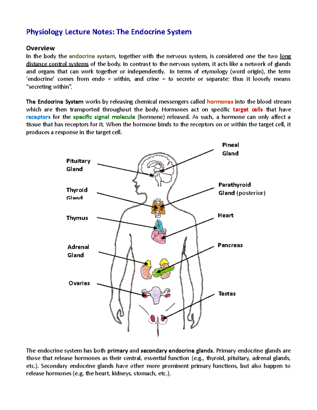 Endocrine Physiol Lect - Physiology Lecture Notes: The Endocrine System ...