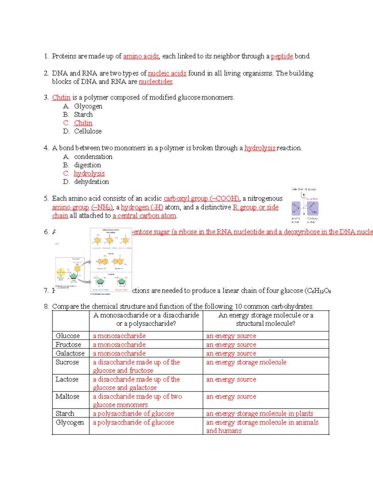 U3 Study Guide Answer Key - Proteins are made up of amino acids, each ...