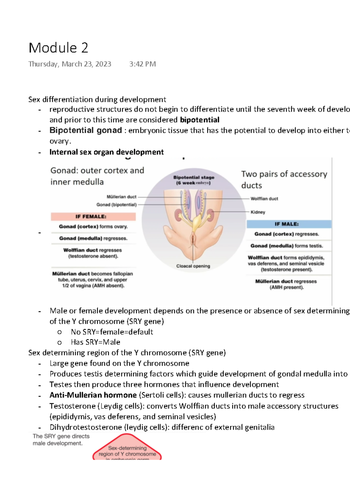 Reproduction Module 2 - yhuji - Sex differentiation during development reproductive structures ...