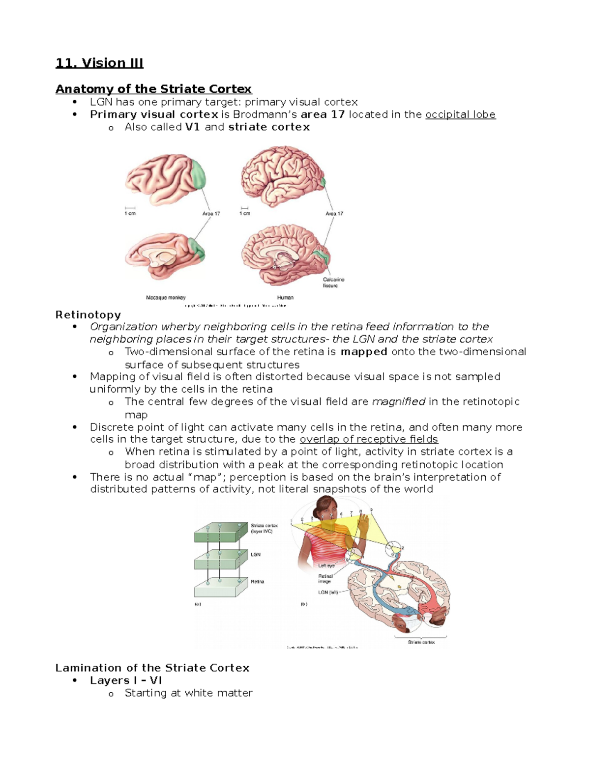 Chapter 11 Notes - Vision III - 11. Vision III Anatomy of the Striate ...