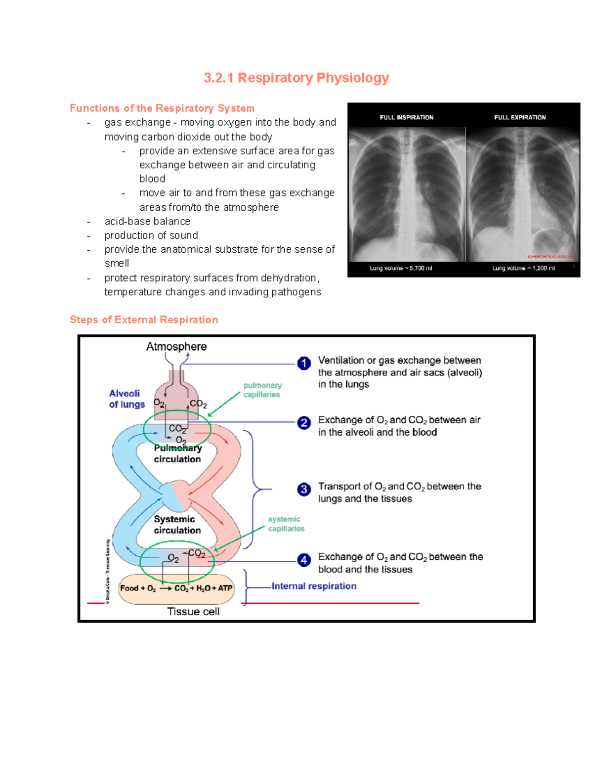 3.2 respiration physiology - 3.2 Respiratory Physiology Functions of ...