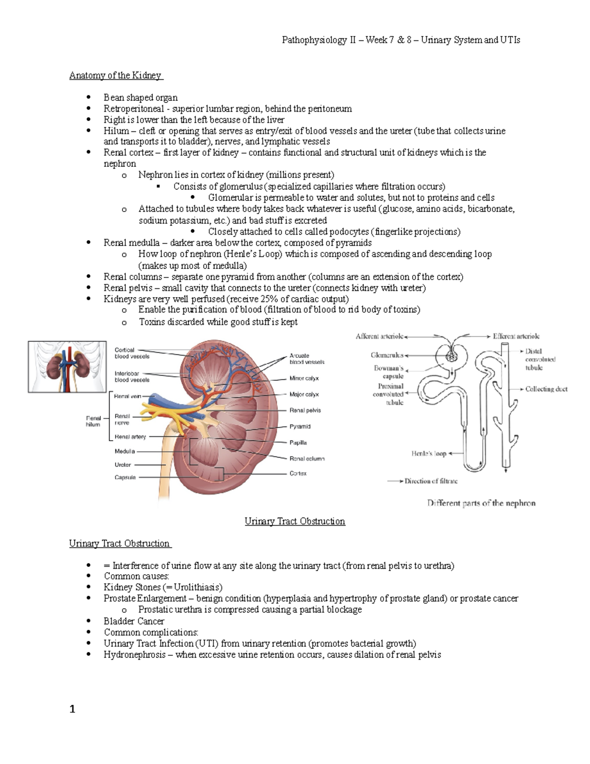 Week 7 & 8 - Renal System and UTI - Anatomy of the Kidney Bean shaped ...