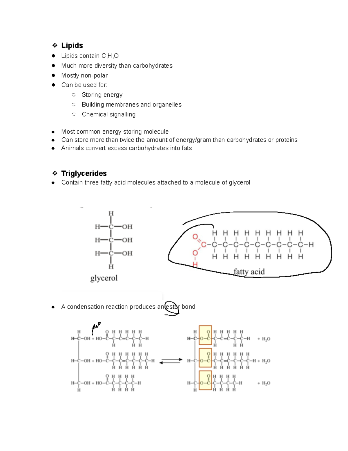 Grade 12 Bio Lipids - w Lipids ï Lipids contain C,H,O ï Much more ...