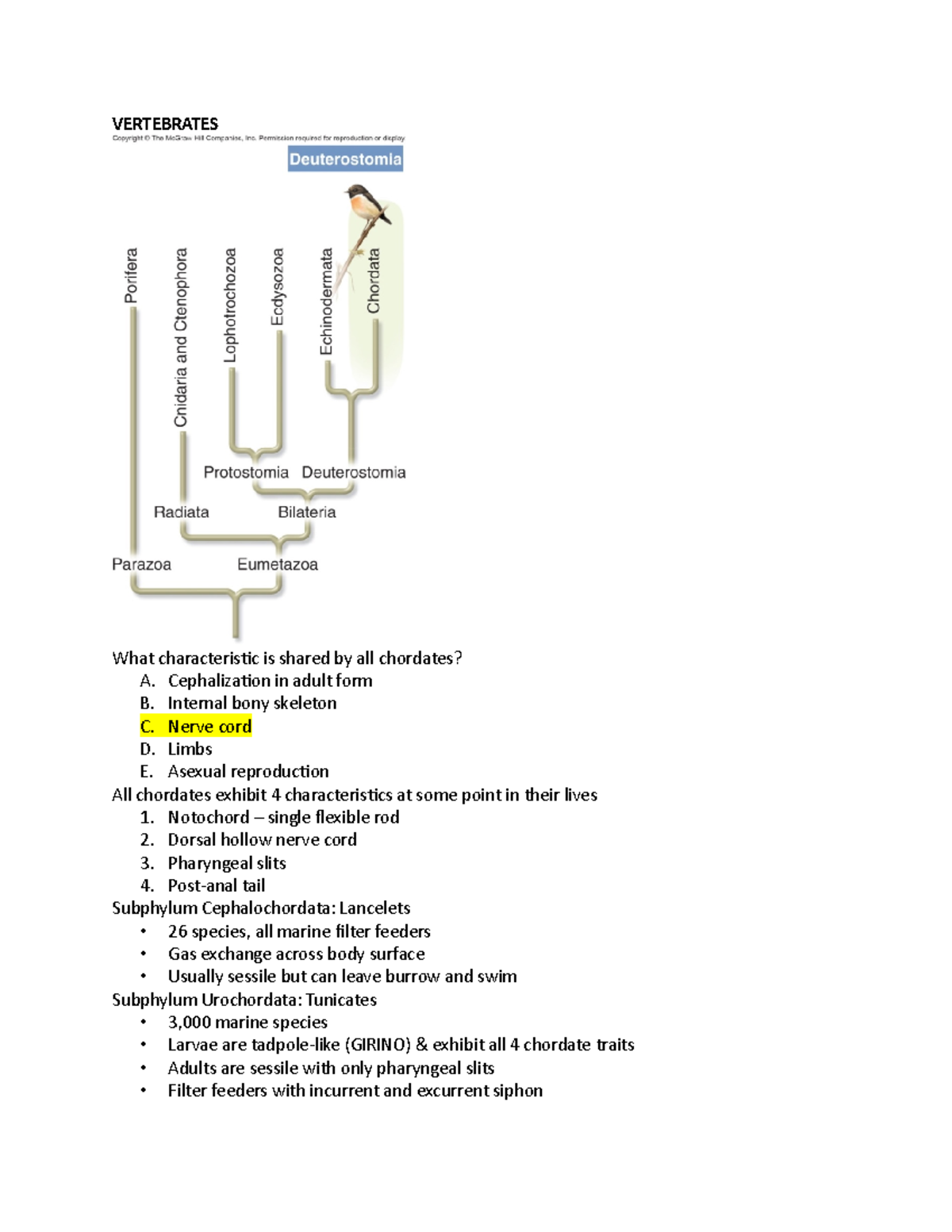 Vertebrates - biology class - VERTEBRATES What characteristic is shared ...