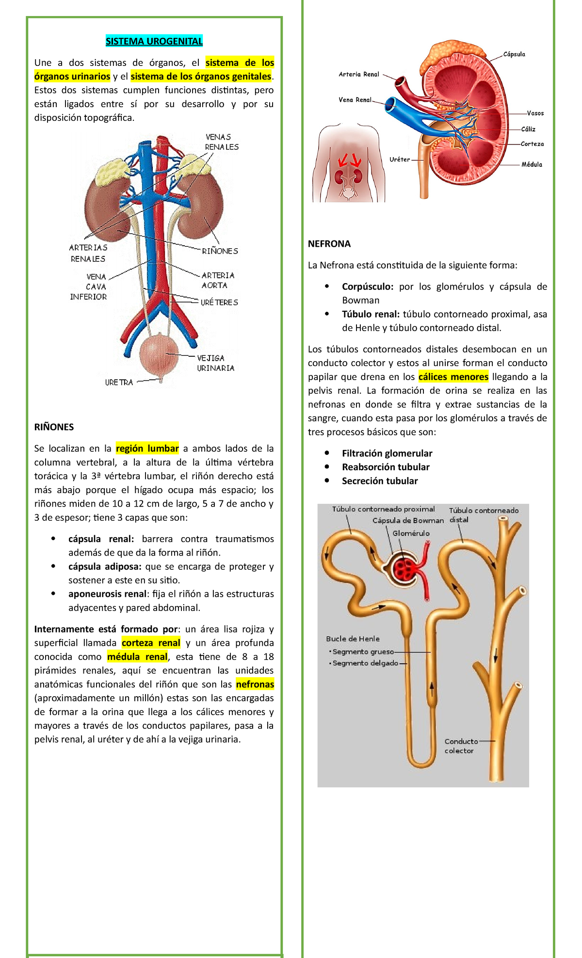 Sistema Urogenital Y Mamas - SISTEMA UROGENITAL Une a dos sistemas de ...
