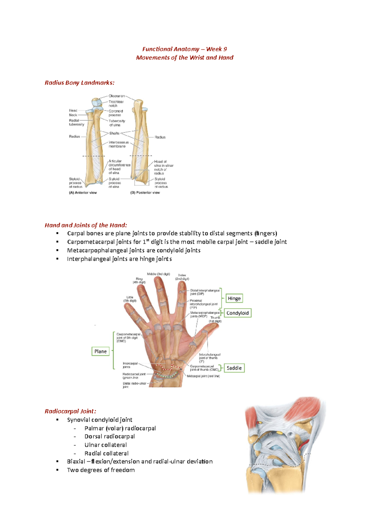 FA Week 9 Wrist and Hand - Functional Anatomy – Week 9 Movements of the ...