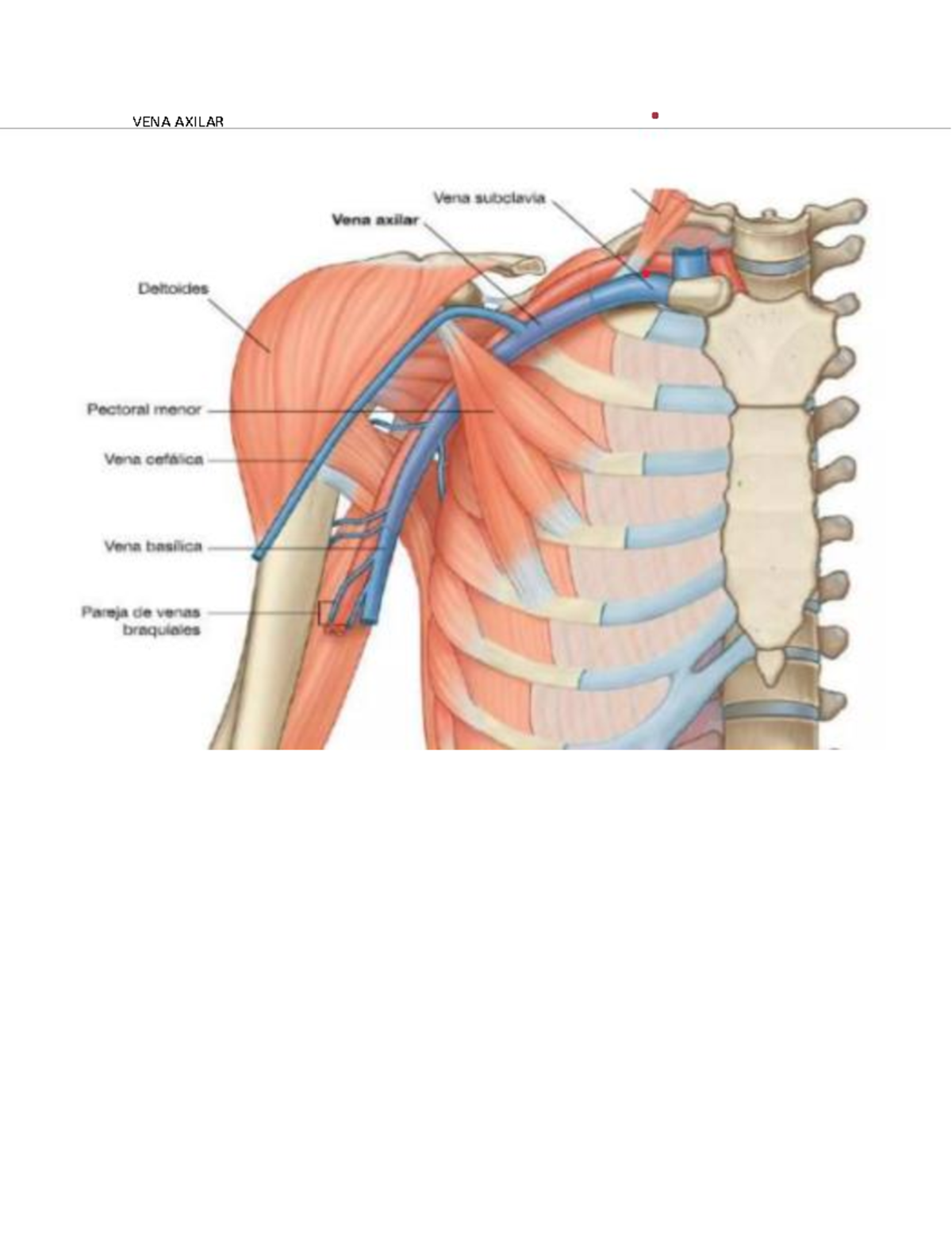 Venay Arteria Axilar - Resumen Anatomía - VENA AXILAR - Studocu