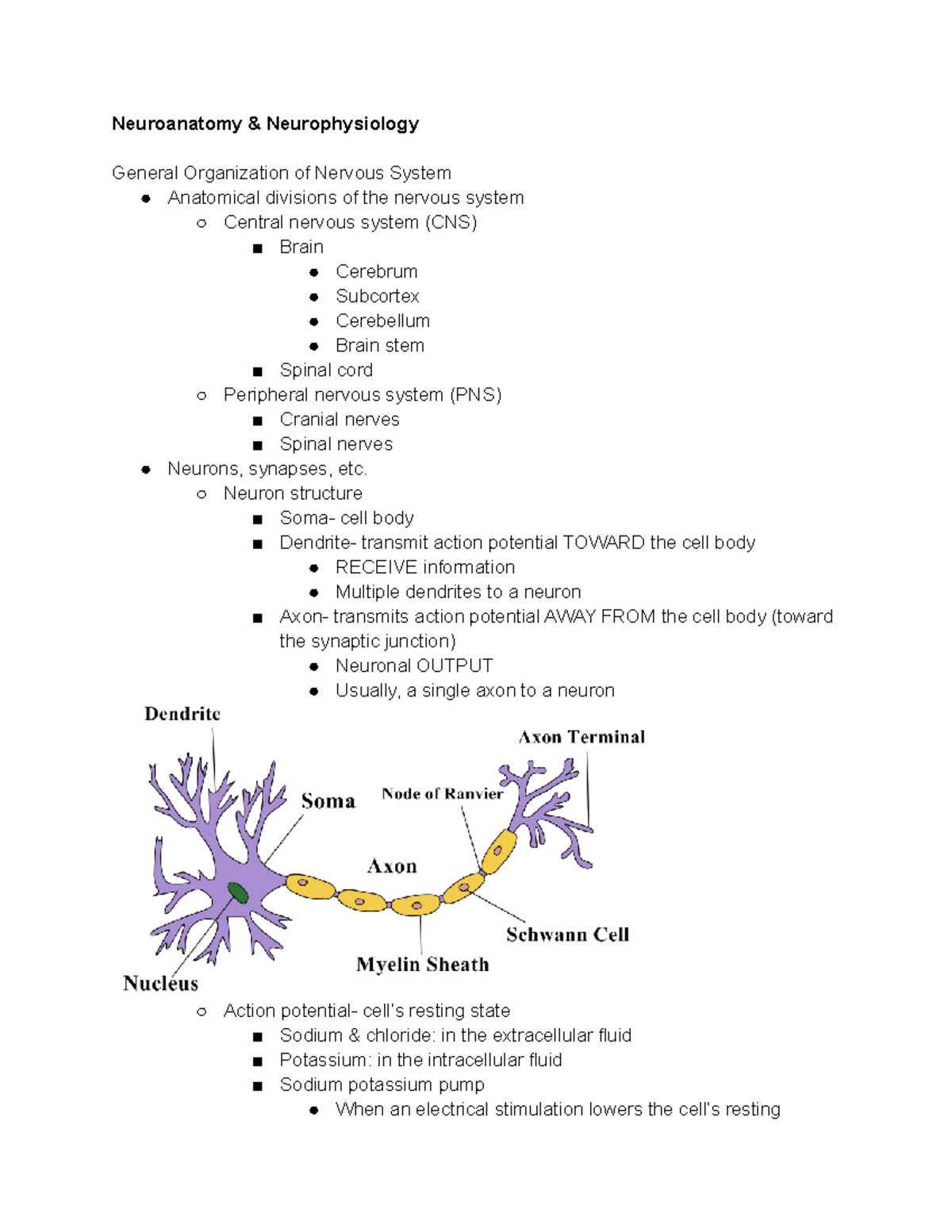 A&P of Speech Final Study Guide - Neuroanatomy & Neurophysiology ...
