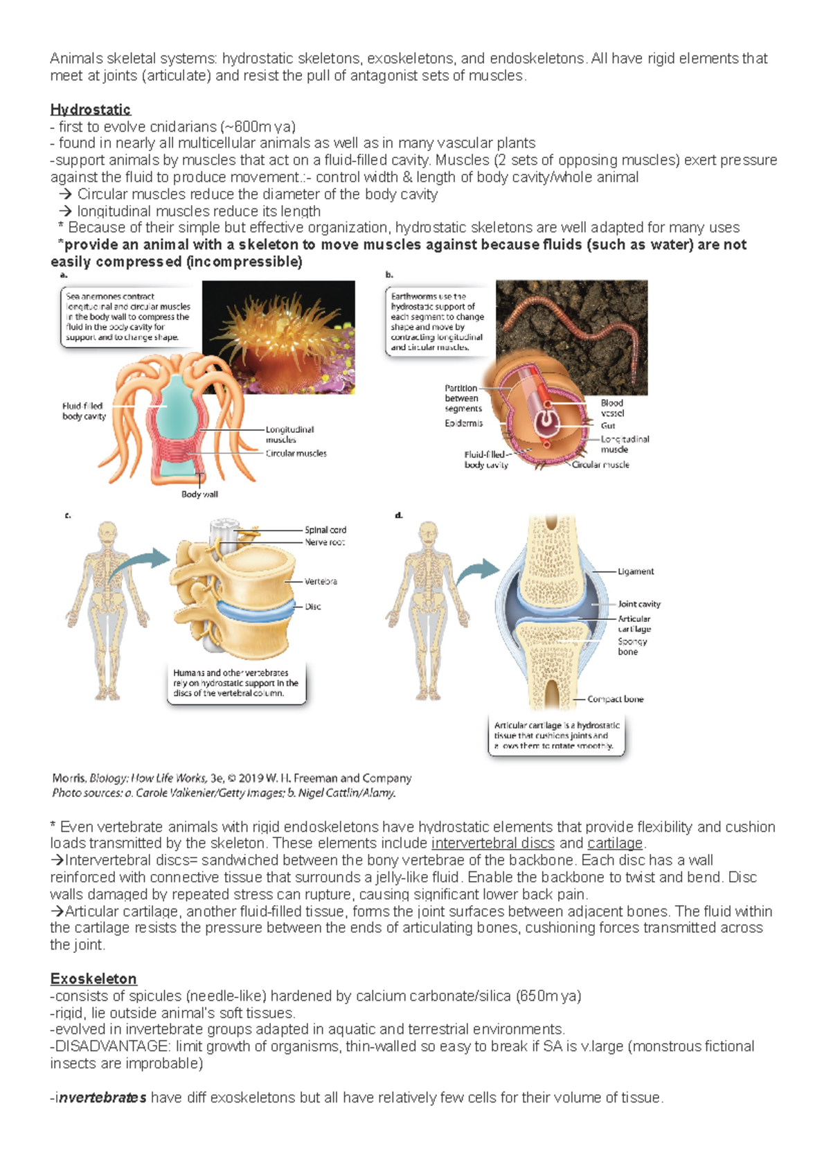 Bio notes - Week 4 - Animals skeletal systems: hydrostatic skeletons ...
