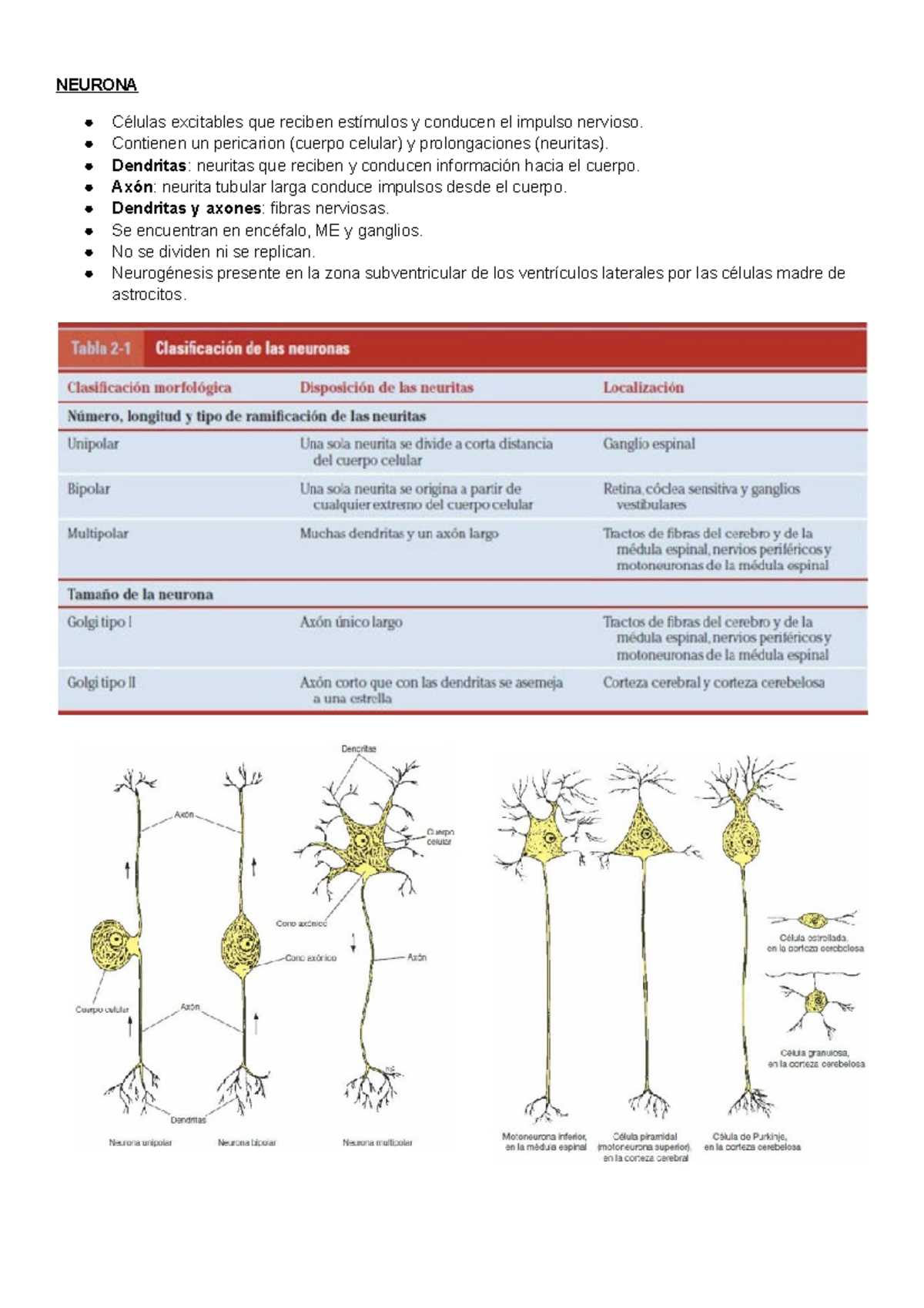 2. Neurona - NEURONA Células excitables que reciben estímulos y ...