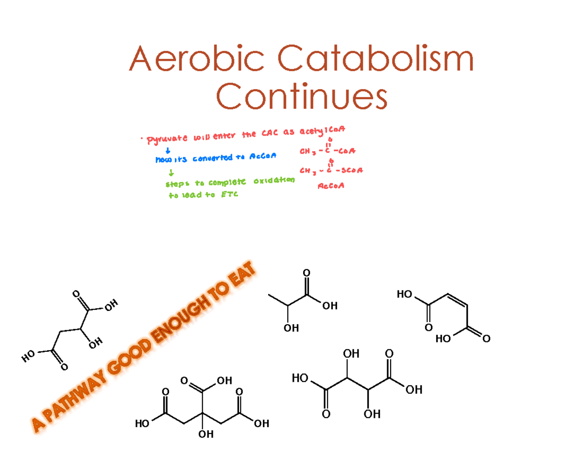 Catabolism - Lecture notes from Dr. Nolta - Aerobic Catabolism ...