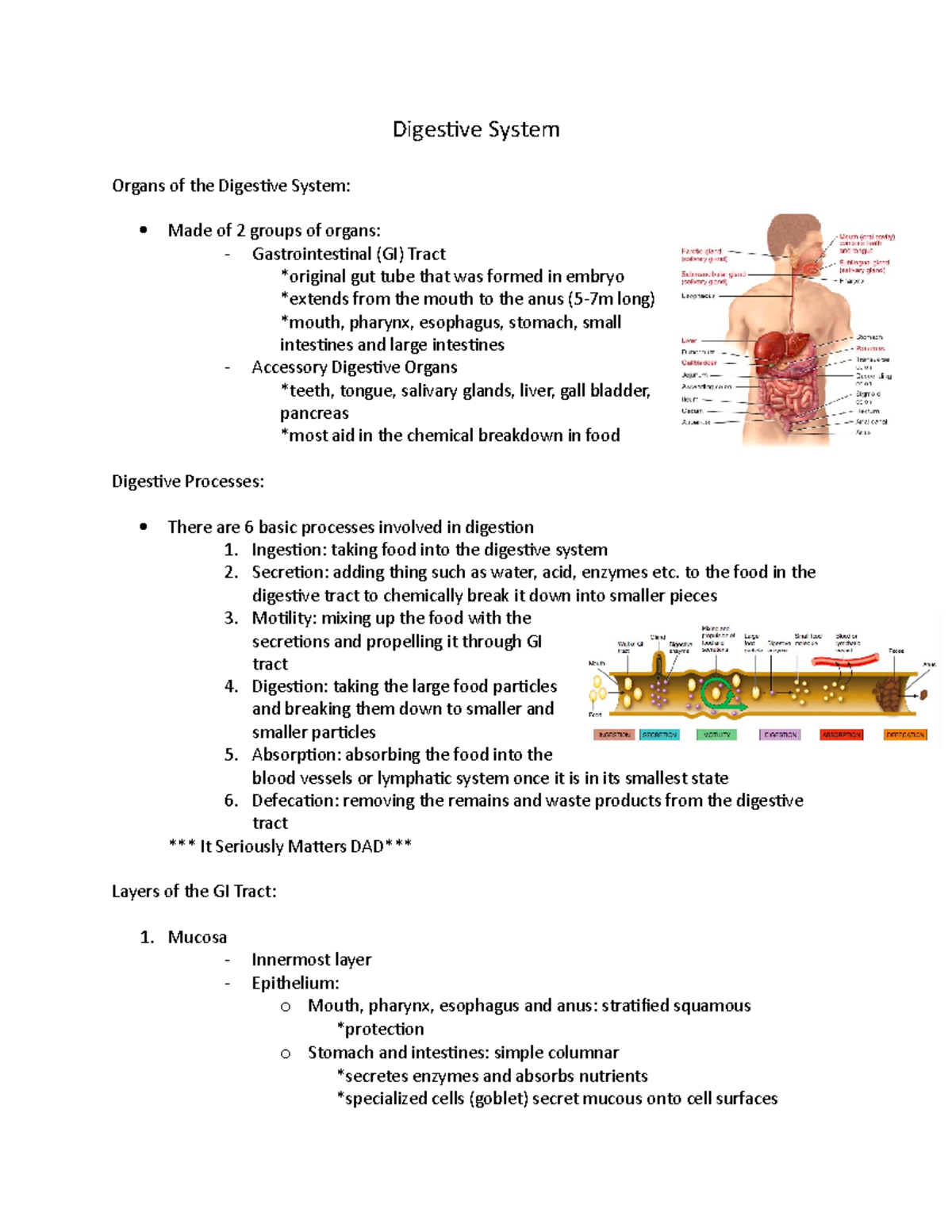 The Digestive System - Digestive System Organs of the Digestive System ...