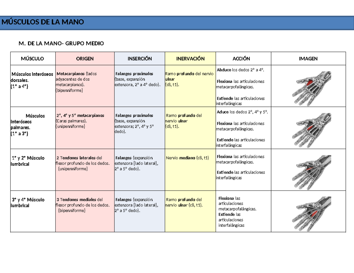 Cuadro de musculos de la Mano - M. DE LA MANO- GRUPO MEDIO MÚSCULO ...