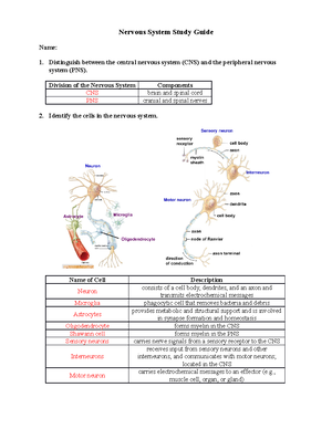 Muscular System Study Guide Bio 151 Unit 2 - Muscular System Study ...