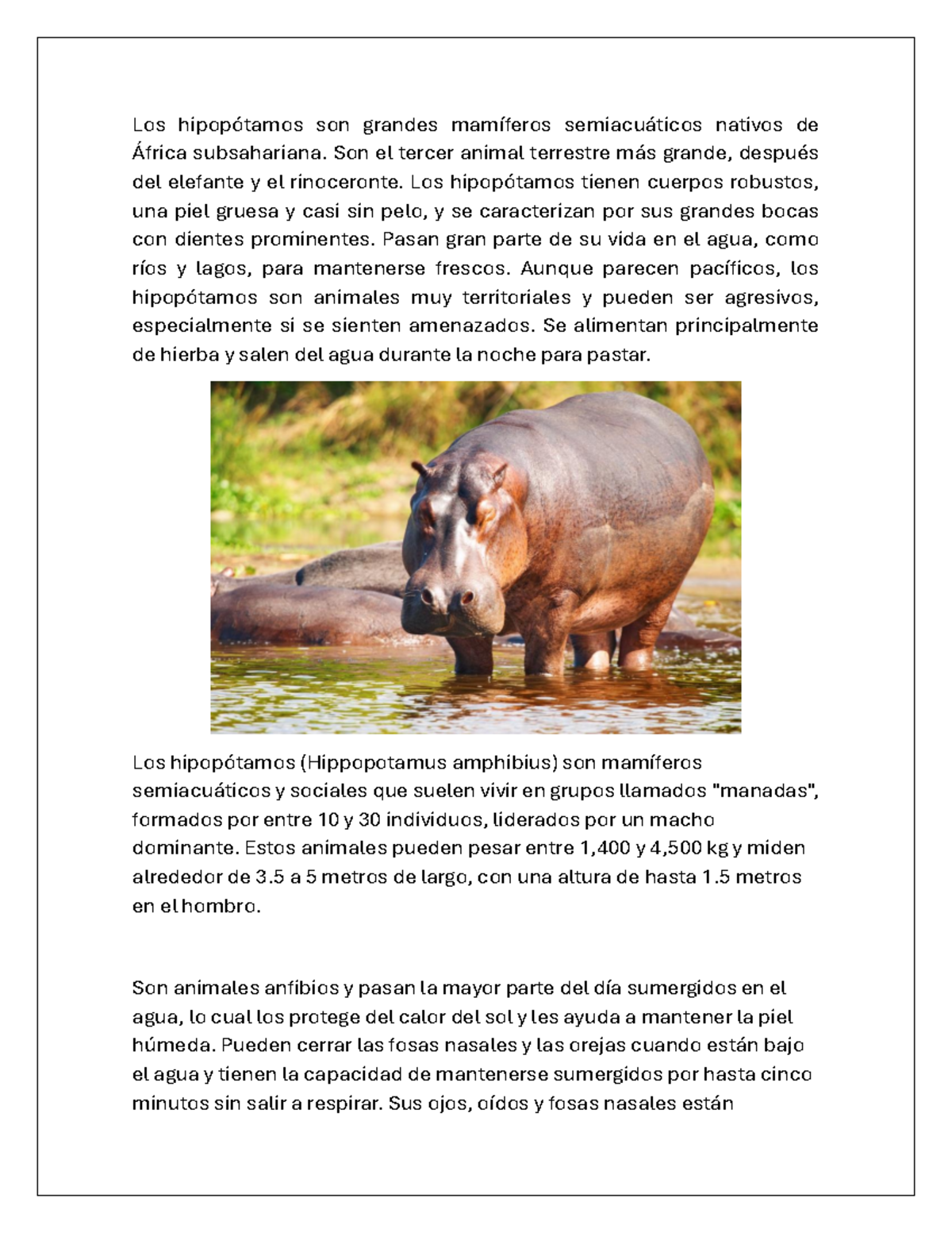 Ensayo sobre los hipopotamos - Los hipopótamos son grandes mamíferos ...