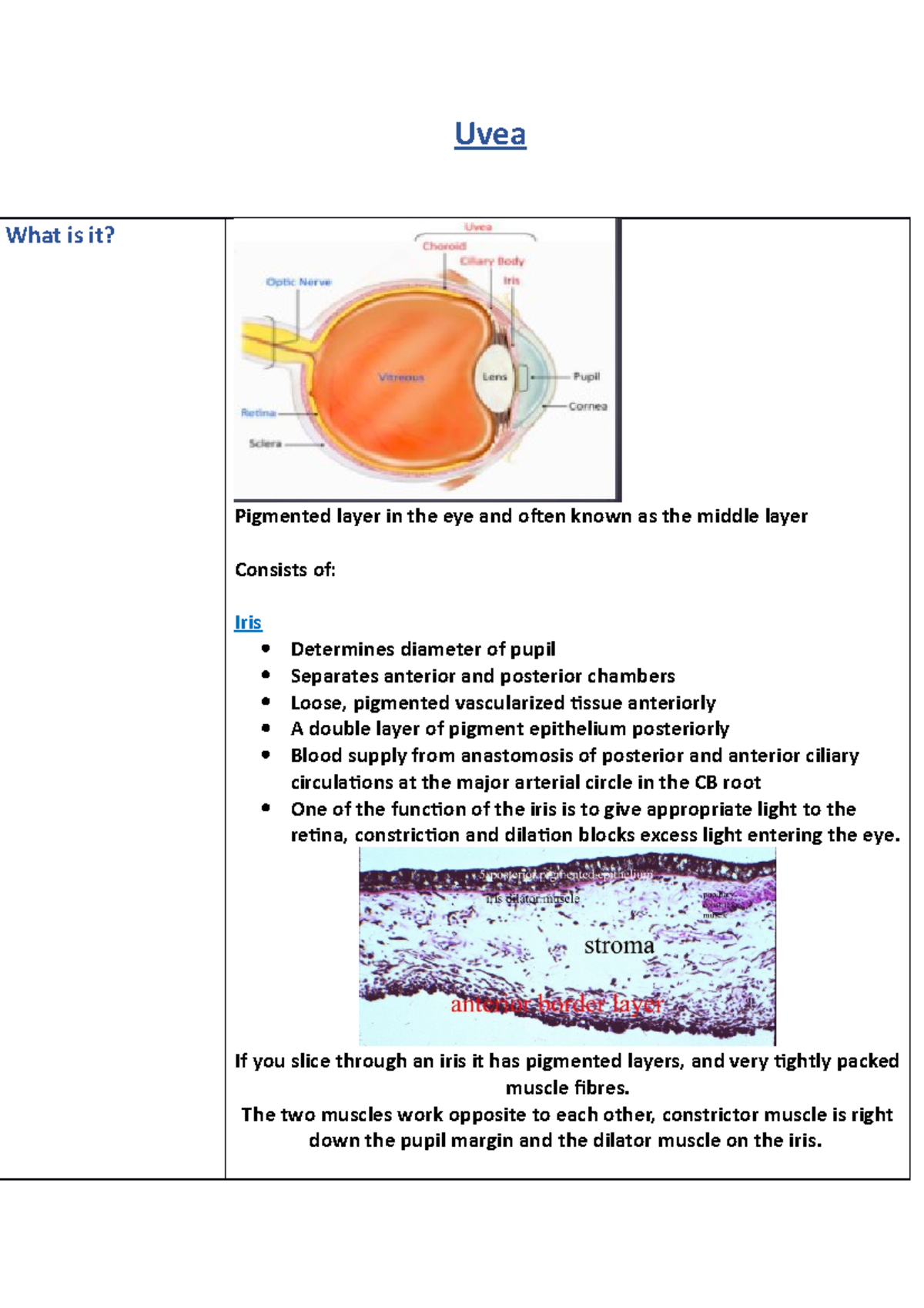 Uvea Highlighted - n/a - Uvea What is it? Pigmented layer in the eye ...