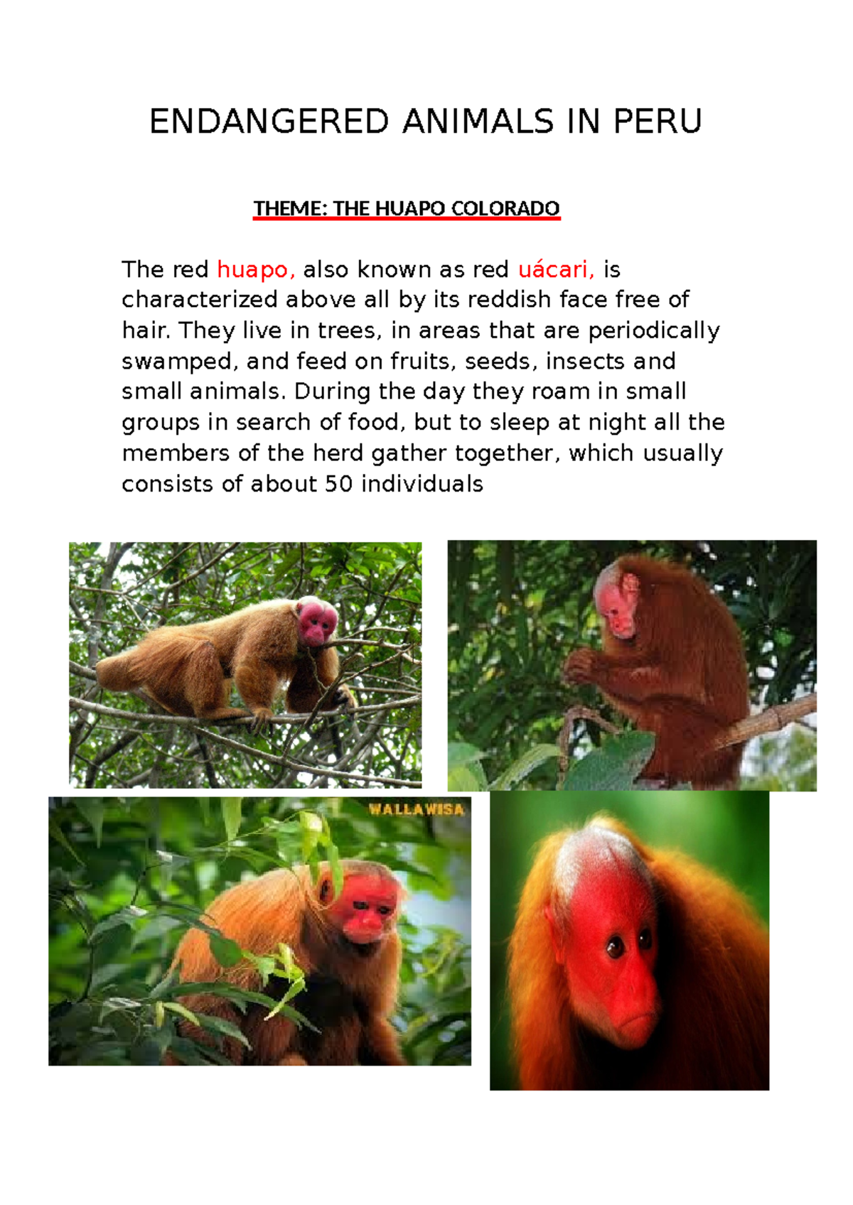 Endangered Animals IN PERU - ENDANGERED ANIMALS IN PERU THEME: THE ...