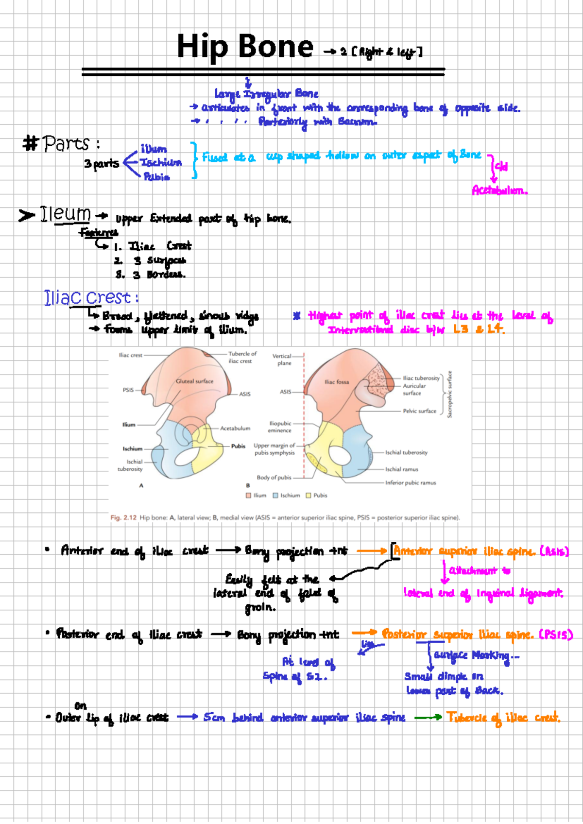 Hip bone - MBBS pediatrics - Hip Bone Parts : Ileum Iliac crest ...