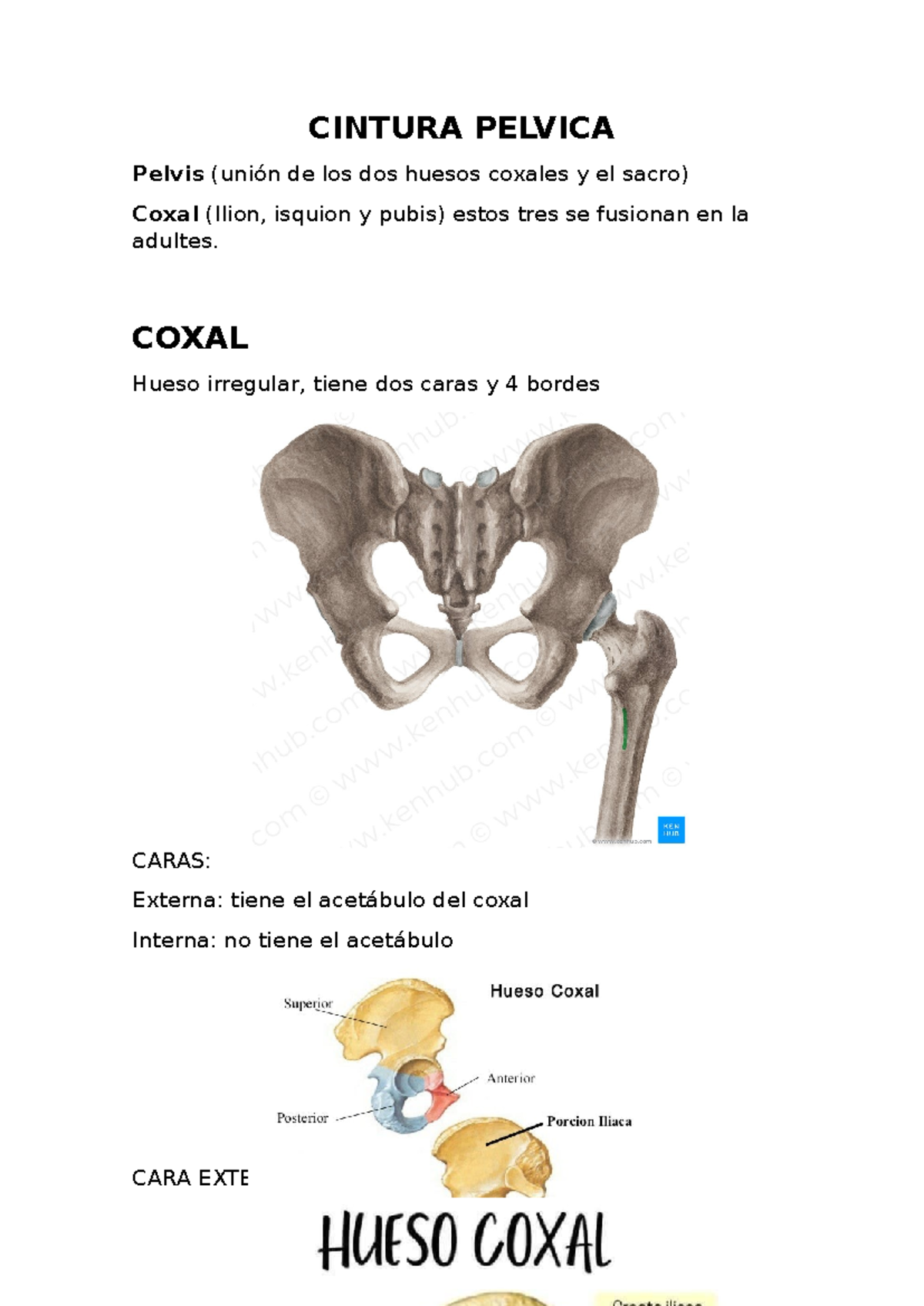 Cintura Pelvica - Apuntes de coxal - CINTURA PELVICA Pelvis (unión de ...