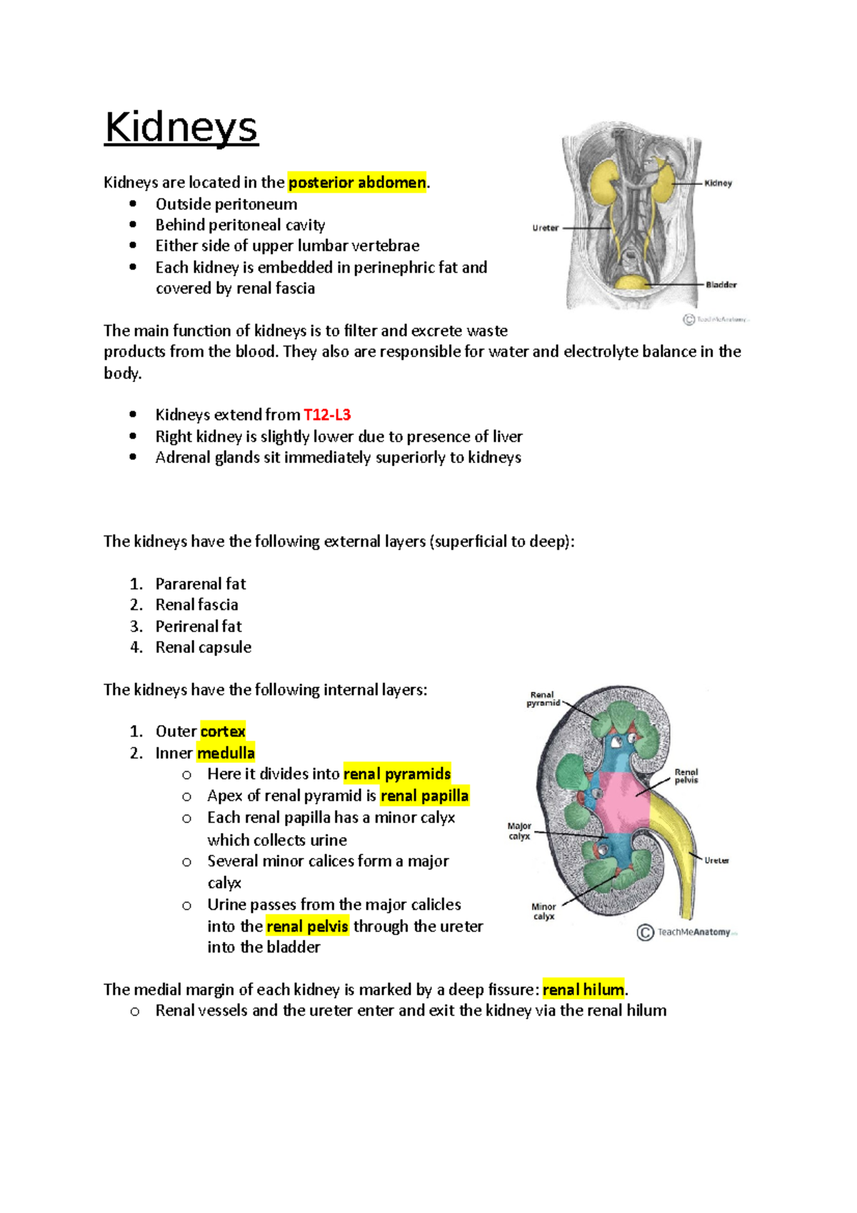 Kidneys - Anatomy notes - Kidneys Kidneys are located in the posterior ...