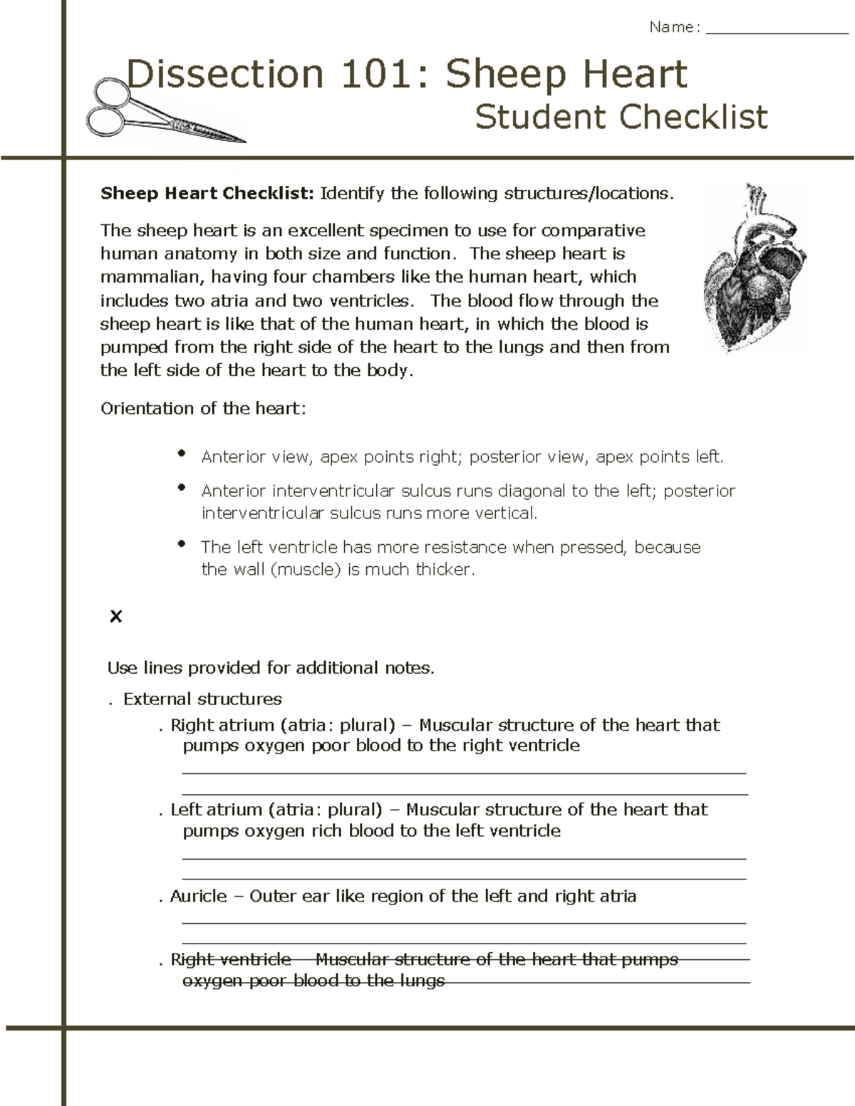 Practical 3 student worksheet - Sheep Heart Disection - Name ...