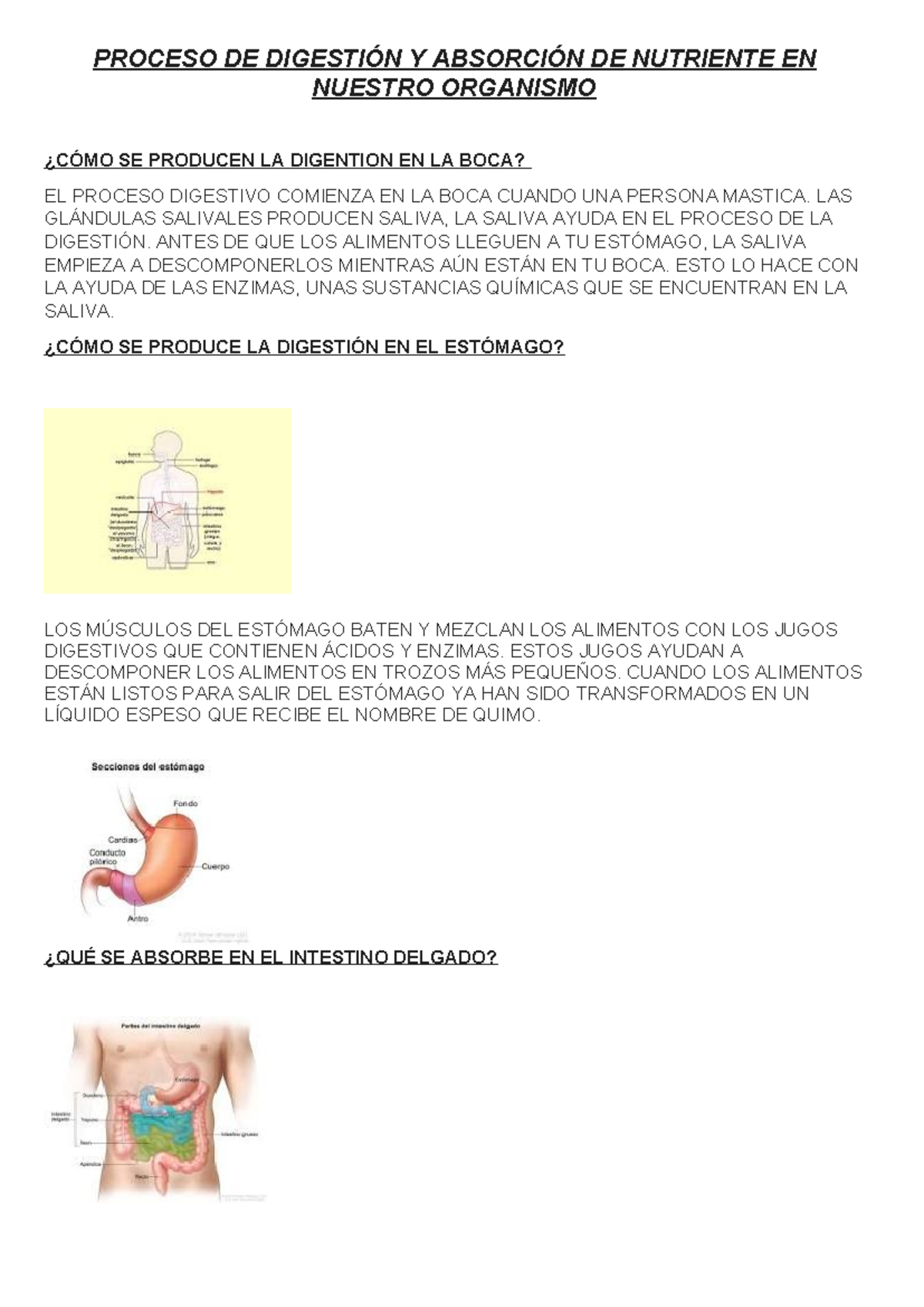 Proceso DE Digestión Y Absorción DE Nutriente EN Nuestro Organismo ...