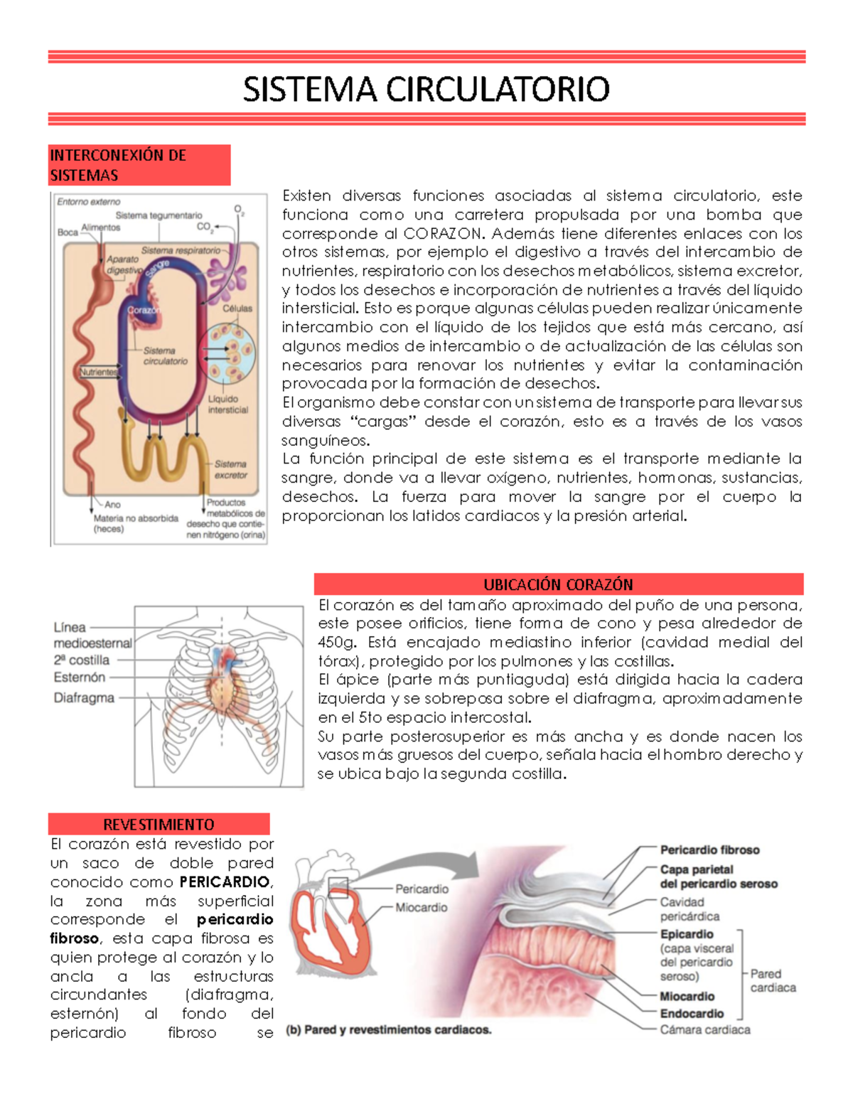 Sistema Circulatorio - Warning: TT: undefined function: 32 SISTEMA CIRCULATORIO INTERCONEXIÓN DE ...