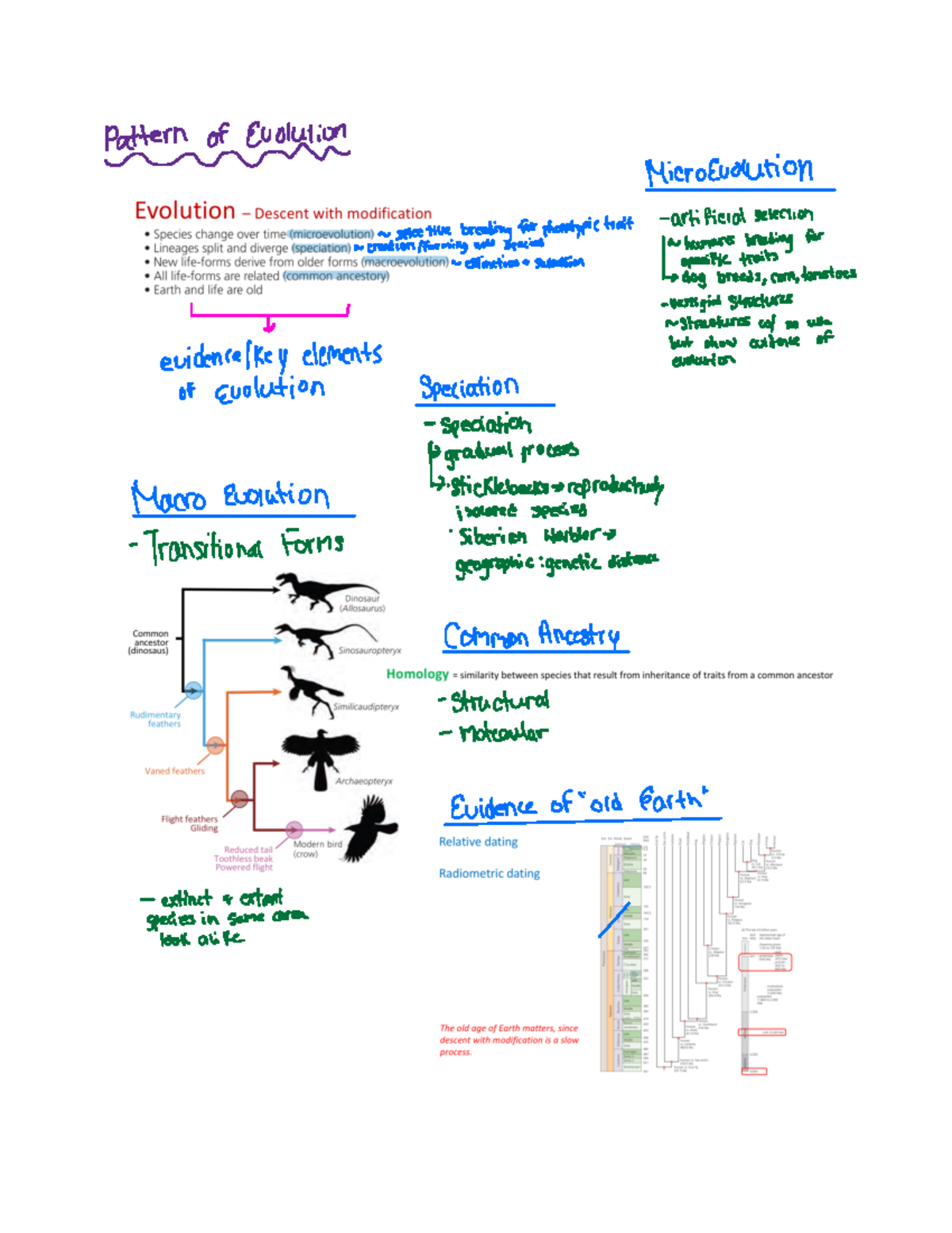 Exam 1 Study Guide - Pattern of Evolution run MicroEvolution ...