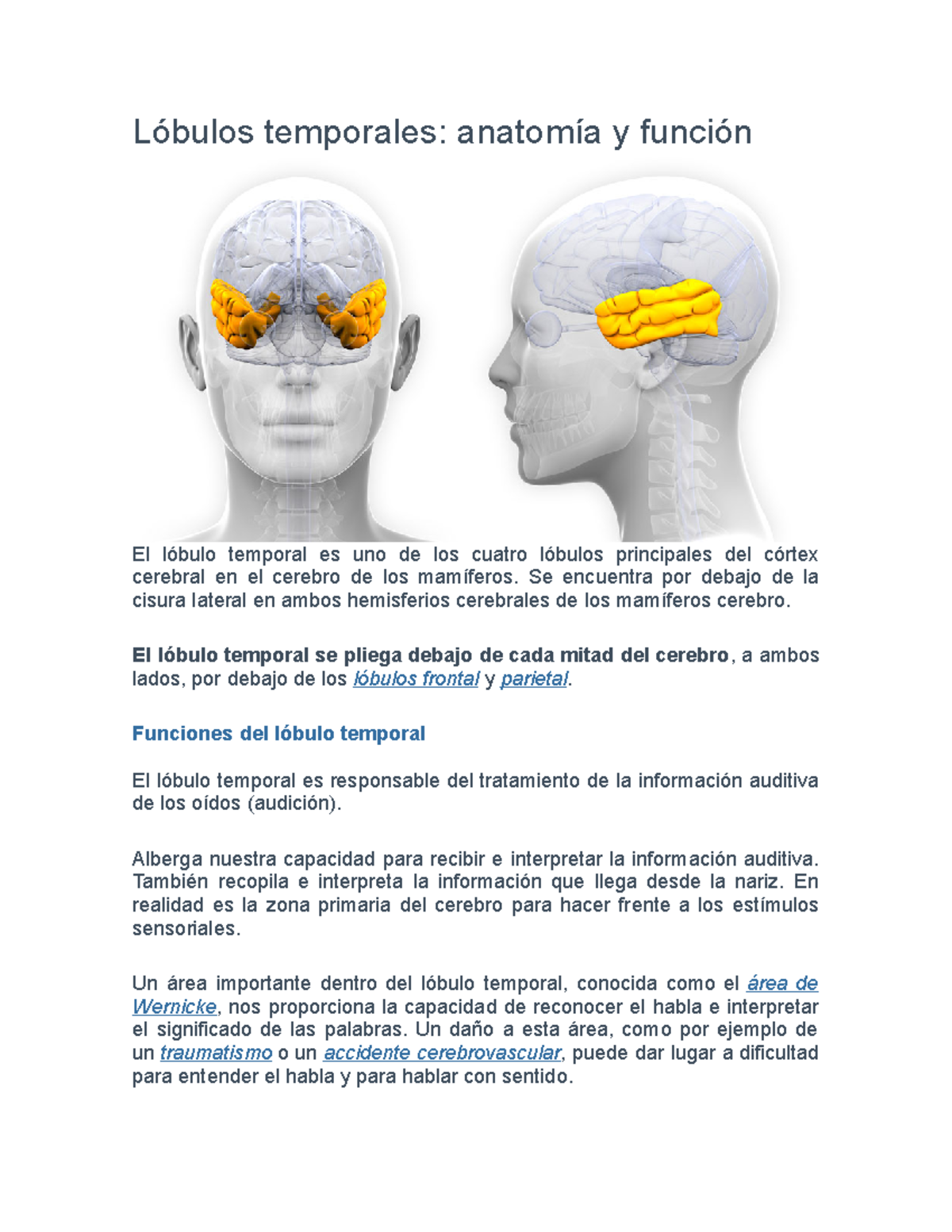 Lóbulos temporales - apunte - Lóbulos temporales: anatomía y función El ...