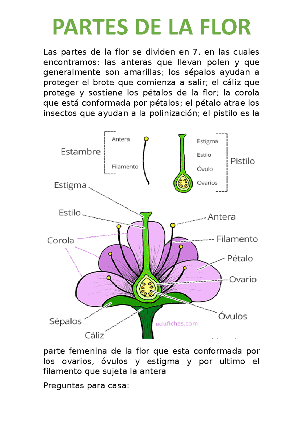 Partes DE LA FLOR - PARTES DE LA FLOR Las partes de la flor se dividen ...