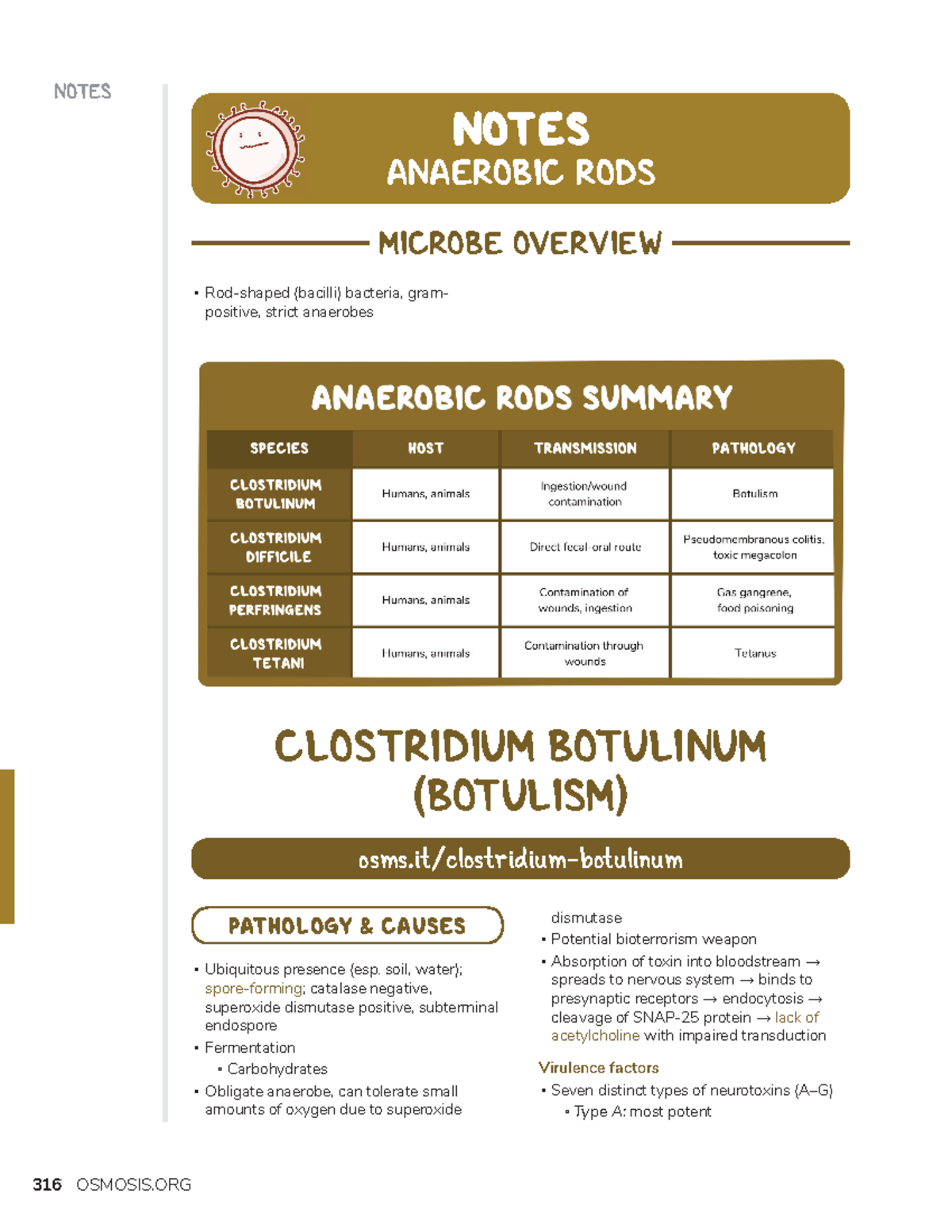 Anaerobic Rods - Osmosis's prime notes on microbiology - NOTES Rod ...