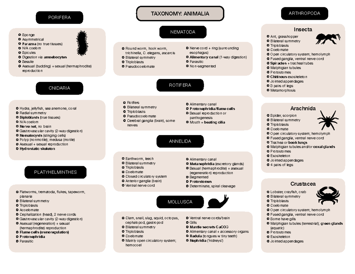Ch.9 Animalia Taxonomy Chart - PORIFERA Sponge Asymmetrical Parazoa (no ...
