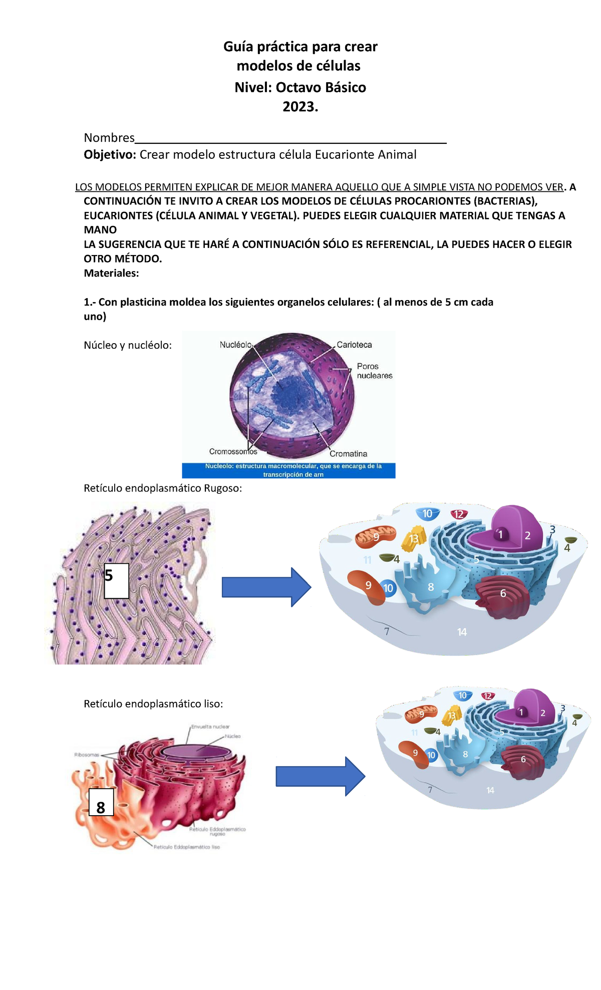 GUÍA Práctica Creación DE Modelos Celulares, 8° Básico - Guía práctica ...