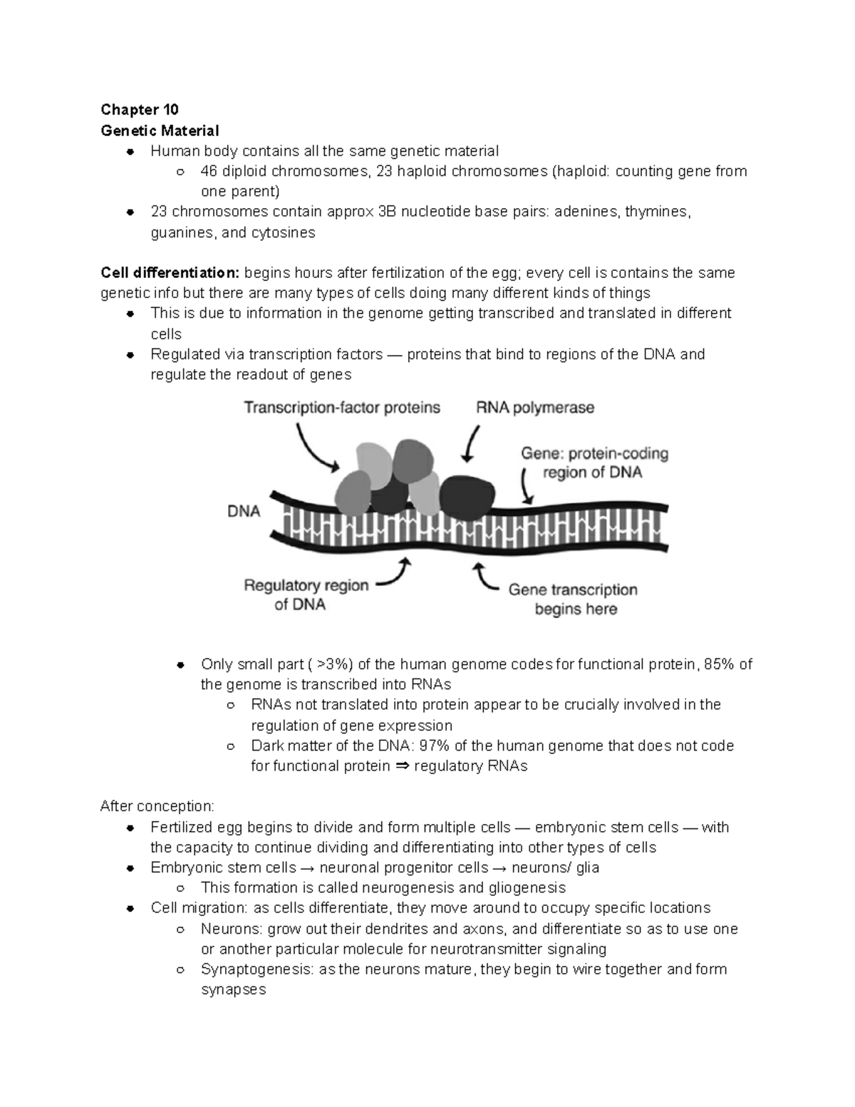 Midterm 2 Notes - Chapter 10 Genetic Material Human body contains all ...